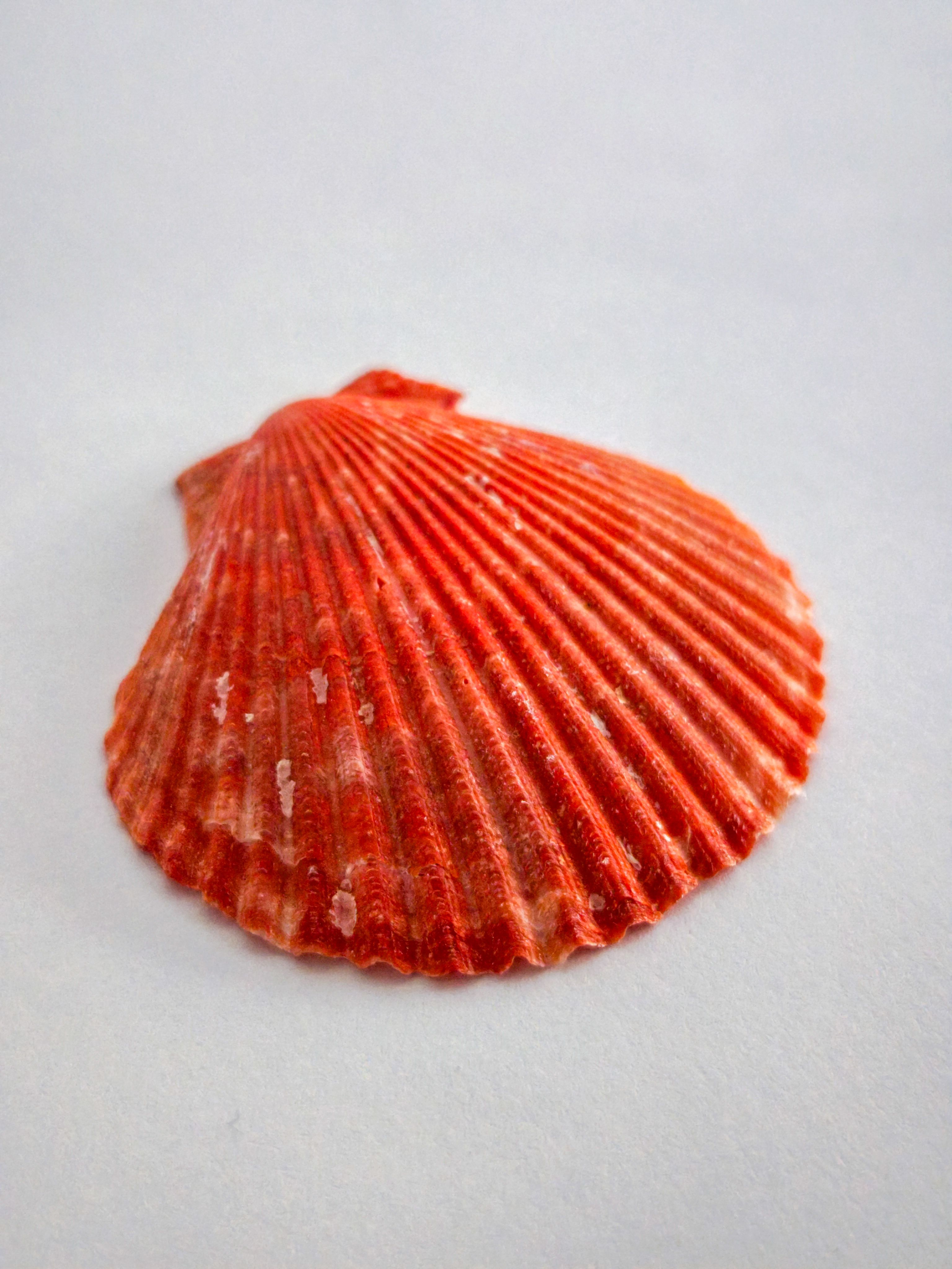 Vibrant Scallop Shell on Minimalist Background · Free Stock Photo