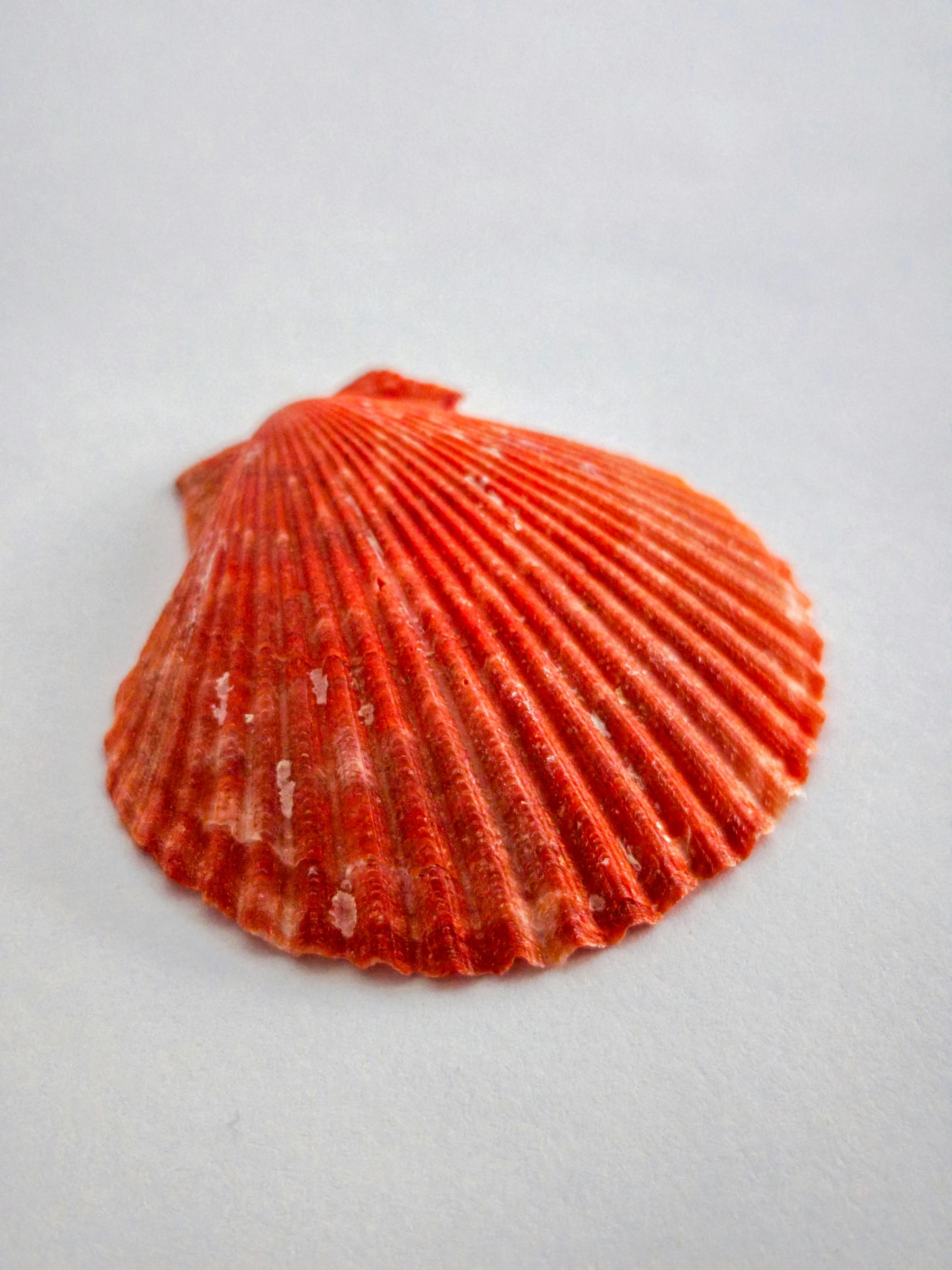 Sea Shells Photos, Download The BEST Free Sea Shells Stock Photos & HD ...