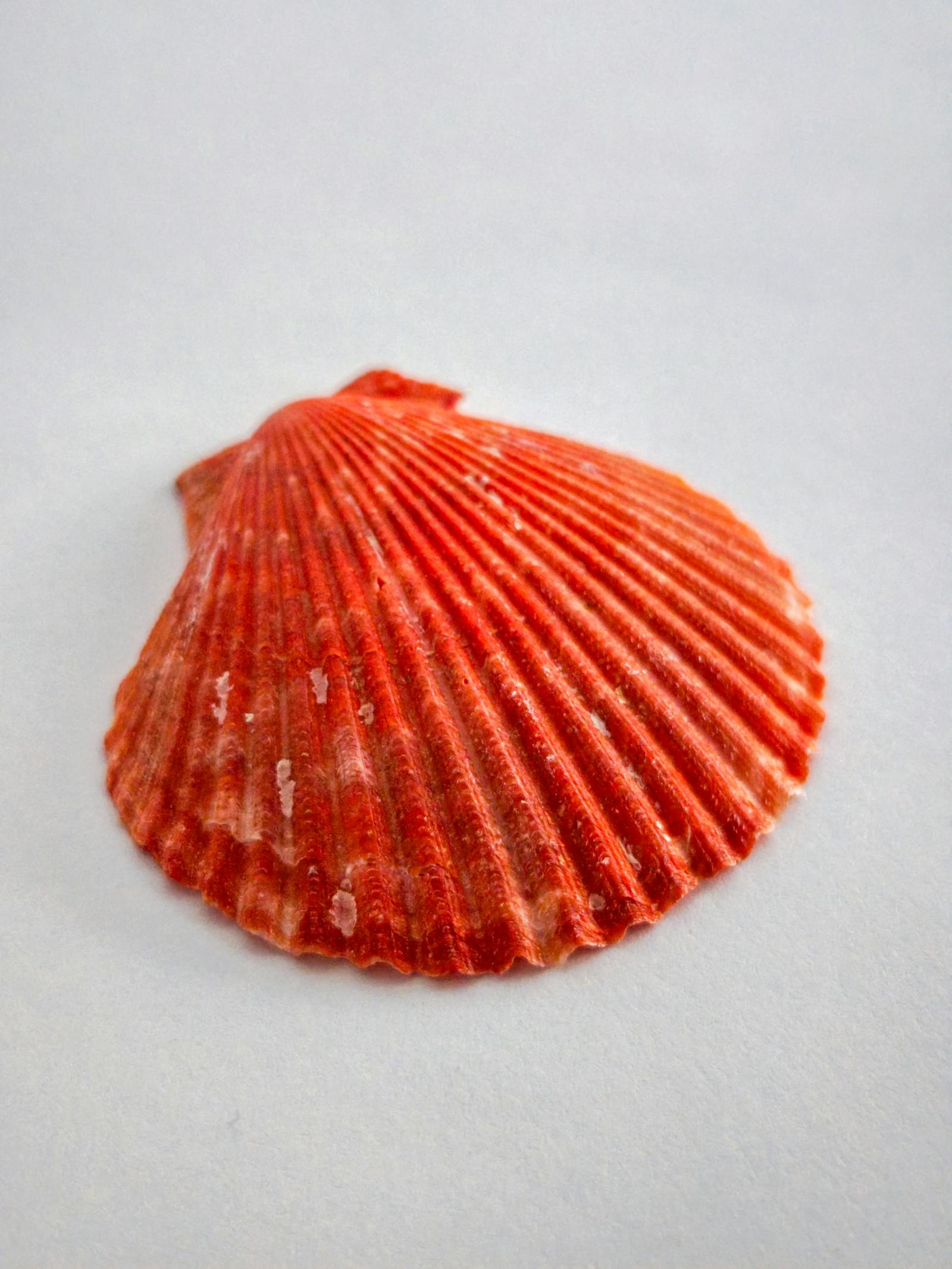 Sea Shell Photos, Download The BEST Free Sea Shell Stock Photos & HD Images