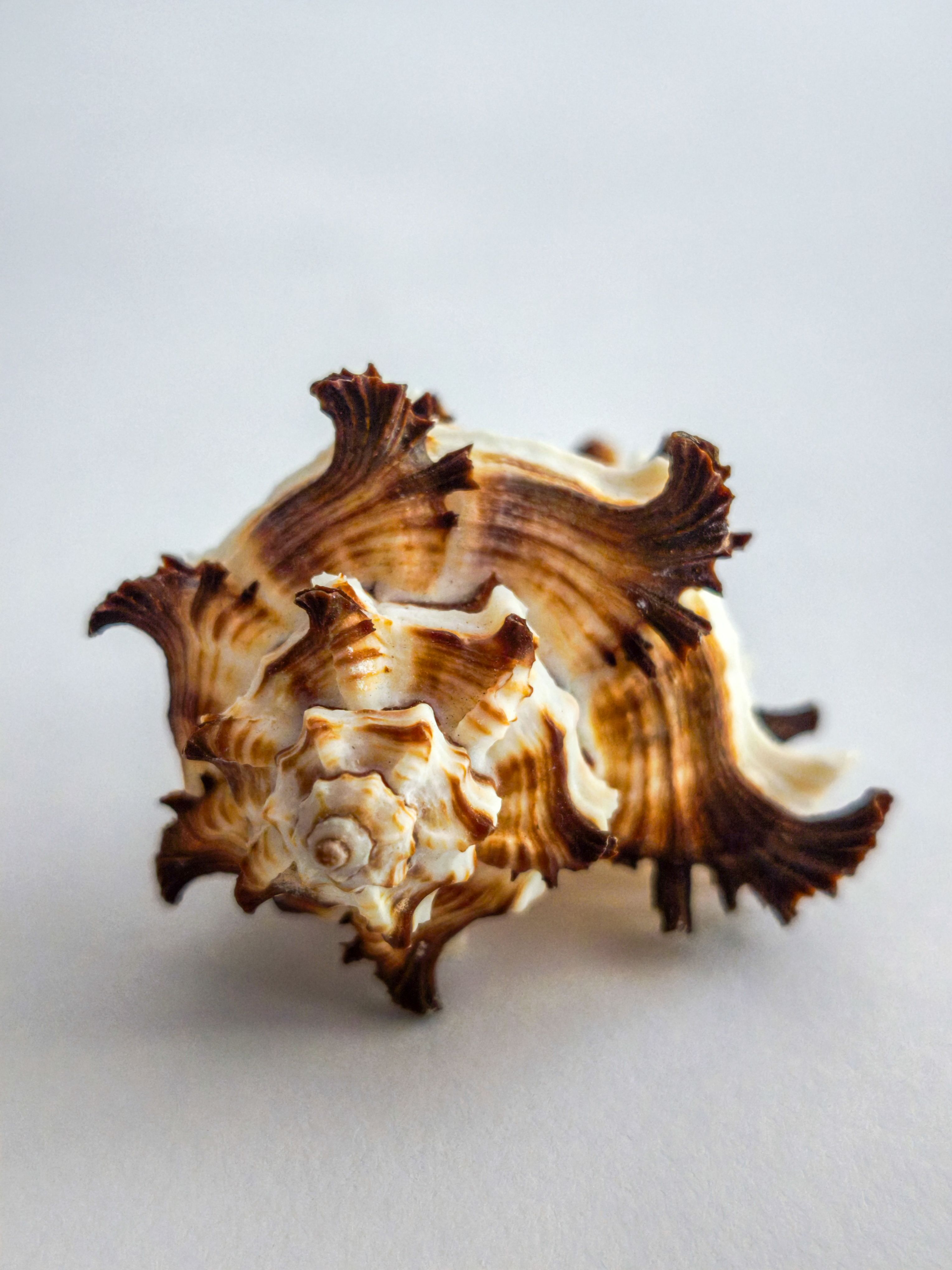 Close-up of a Spiky Conical Sea Shell on White Surface · Free Stock Photo