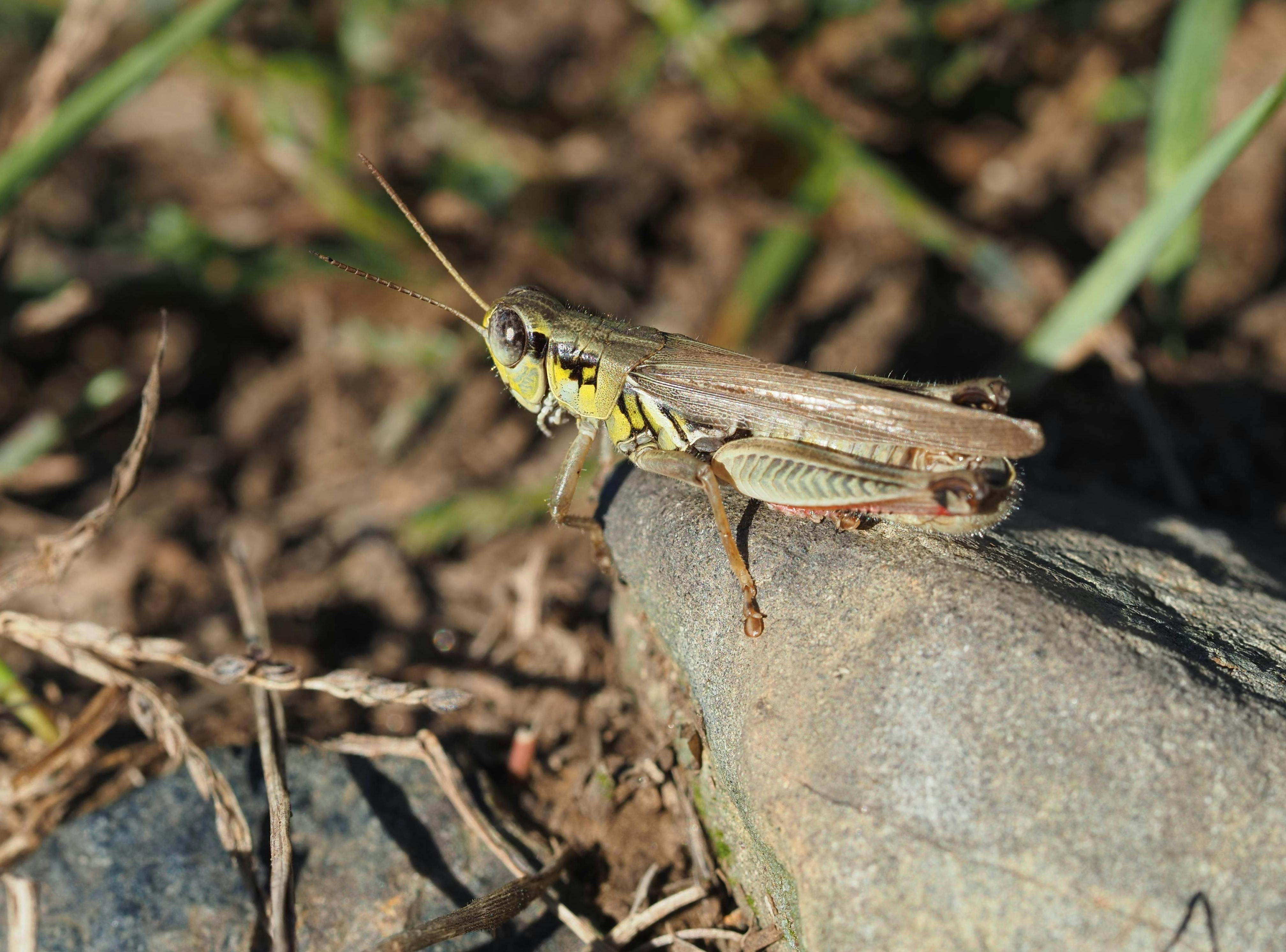 Plain Teel Photos, Download The BEST Free Plain Teel Stock Photos & HD ...