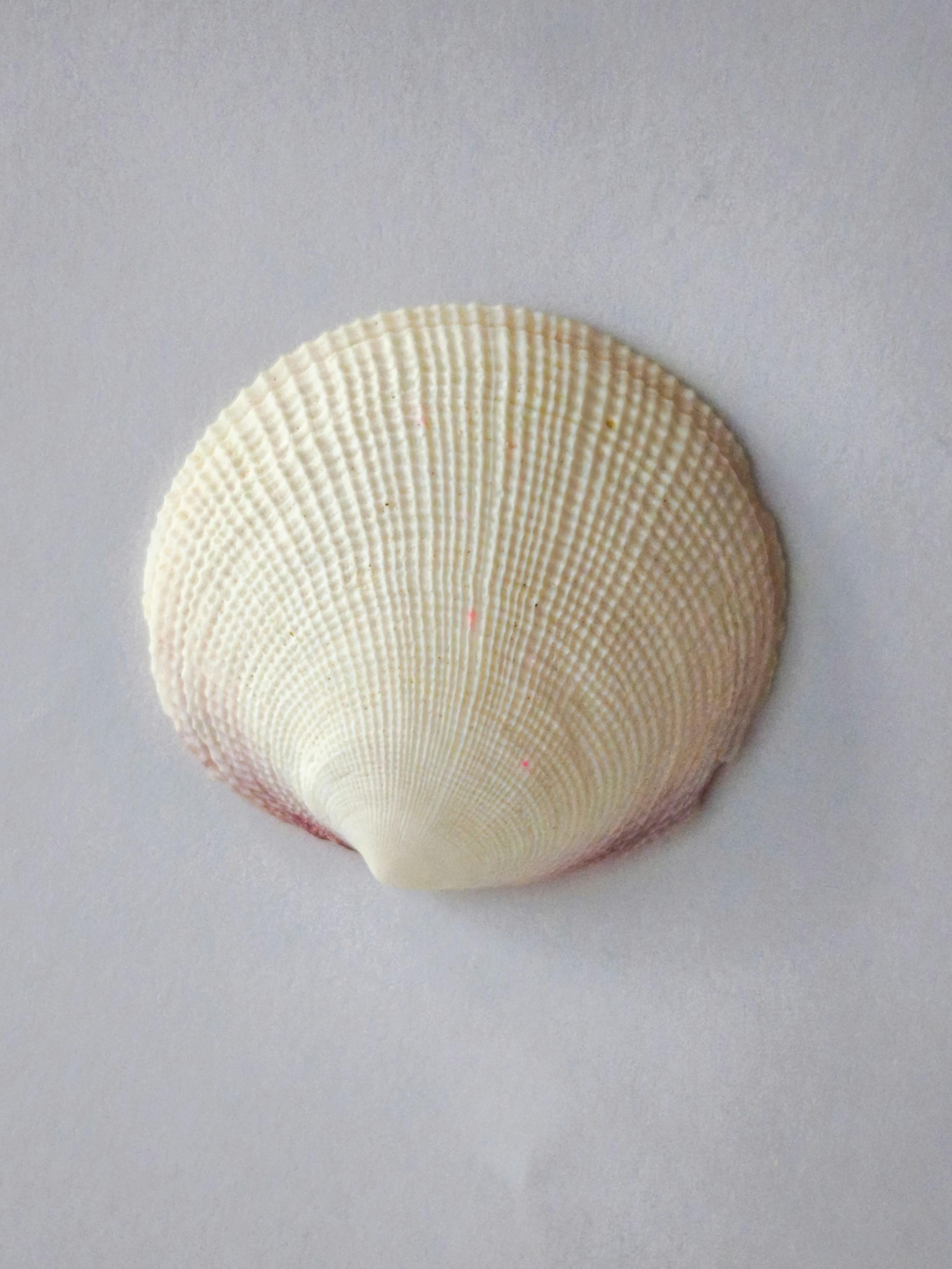 Elegant Seashell on Smooth Surface · Free Stock Photo