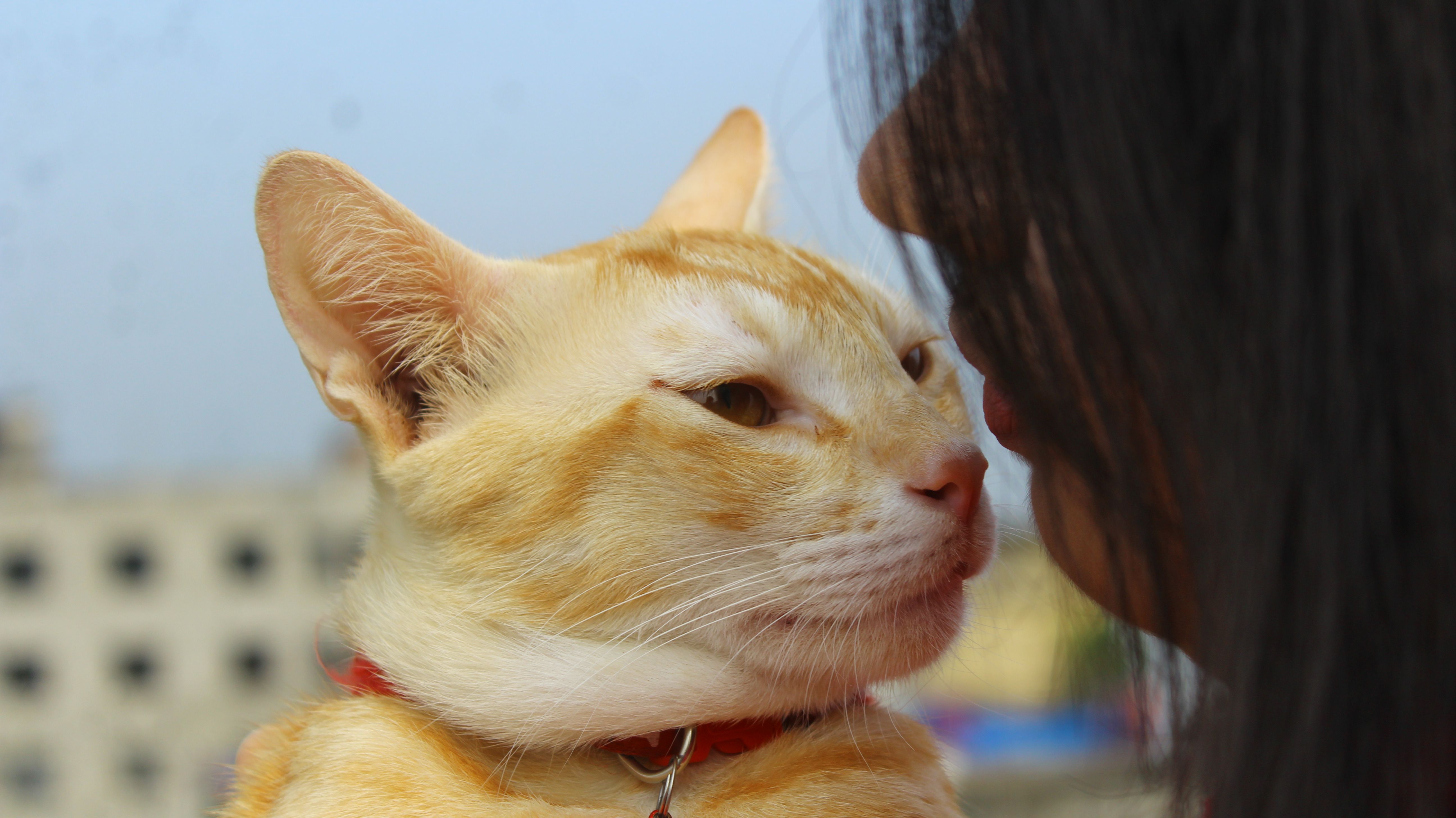 4k Wallpaper Cat Human Nature Photos, Download The BEST Free 4k ...