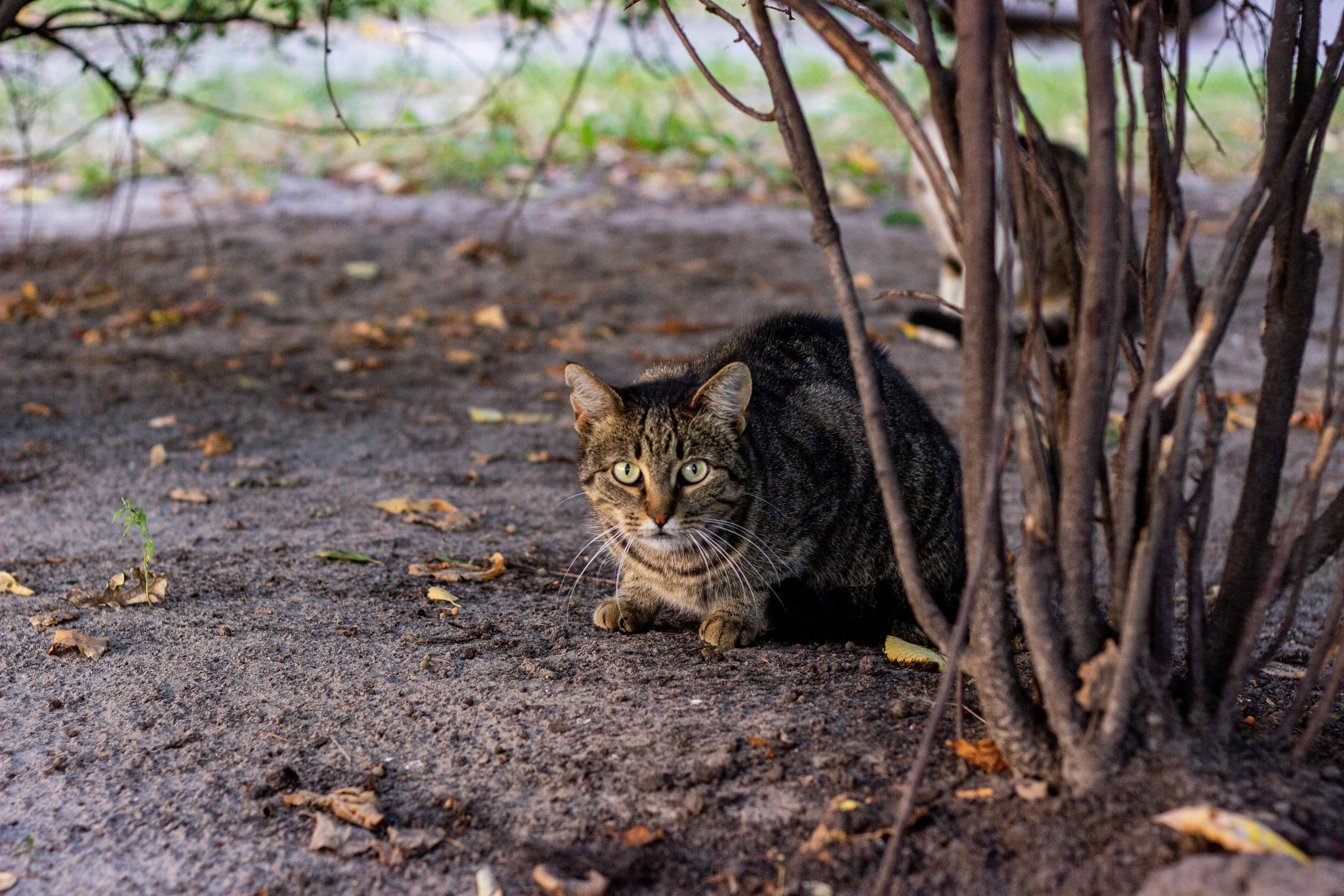 Cat Landscape Photos, Download The BEST Free Cat Landscape Stock Photos ...