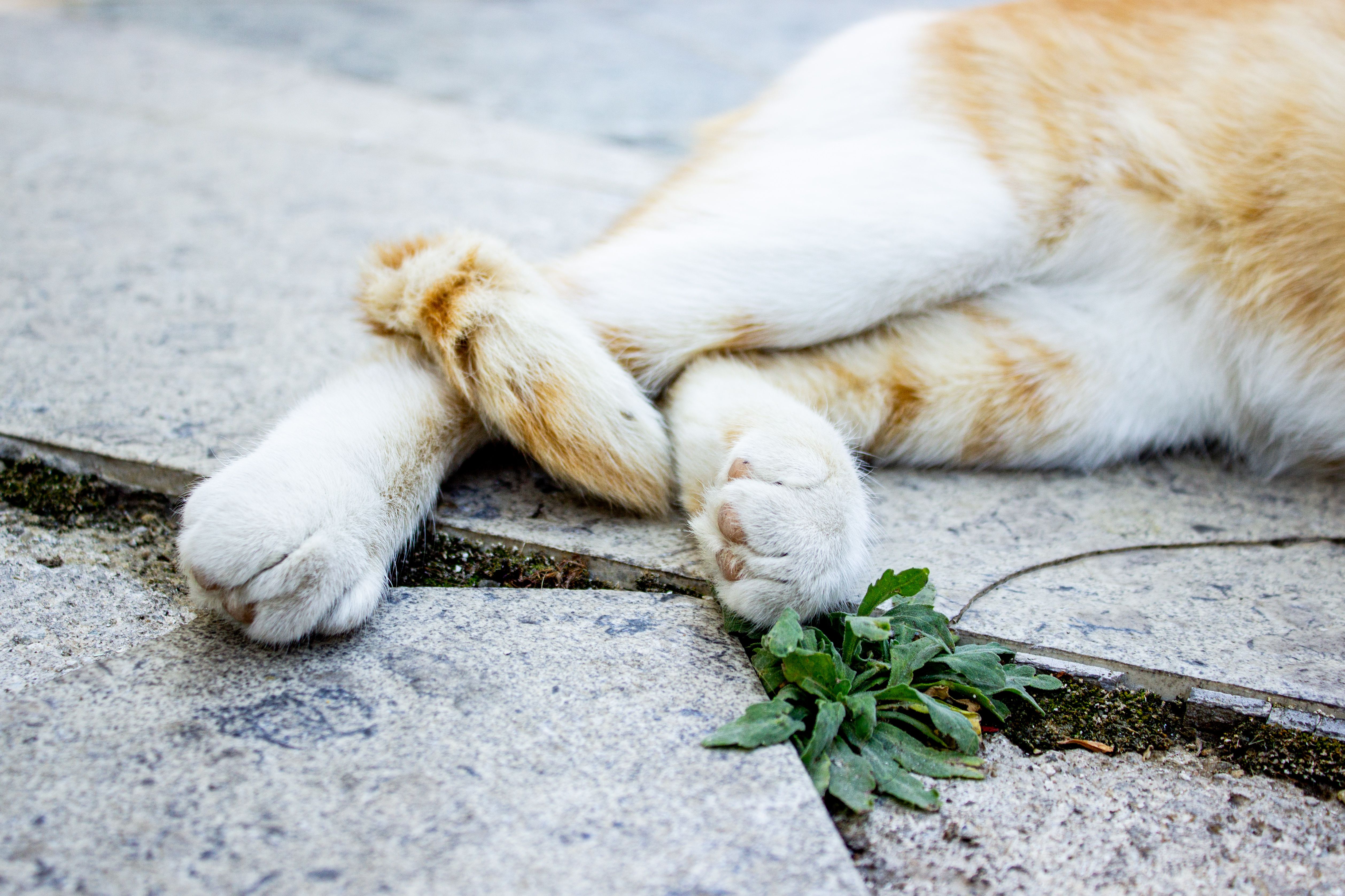 Furry Feet Photos, Download The BEST Free Furry Feet Stock Photos & HD ...