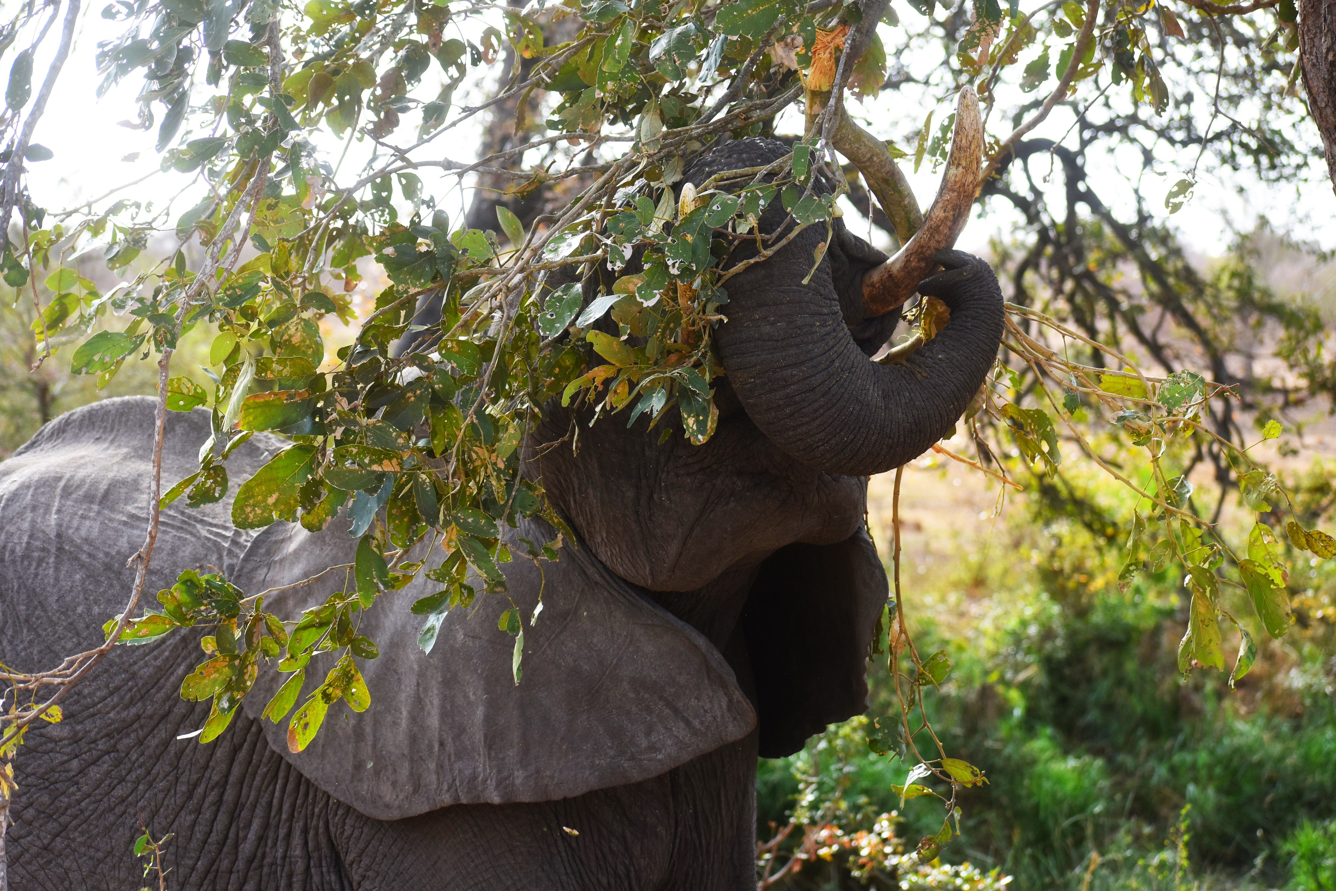 One Elephant With A Long Trunk Pointing To A Tree Photos, Download The ...