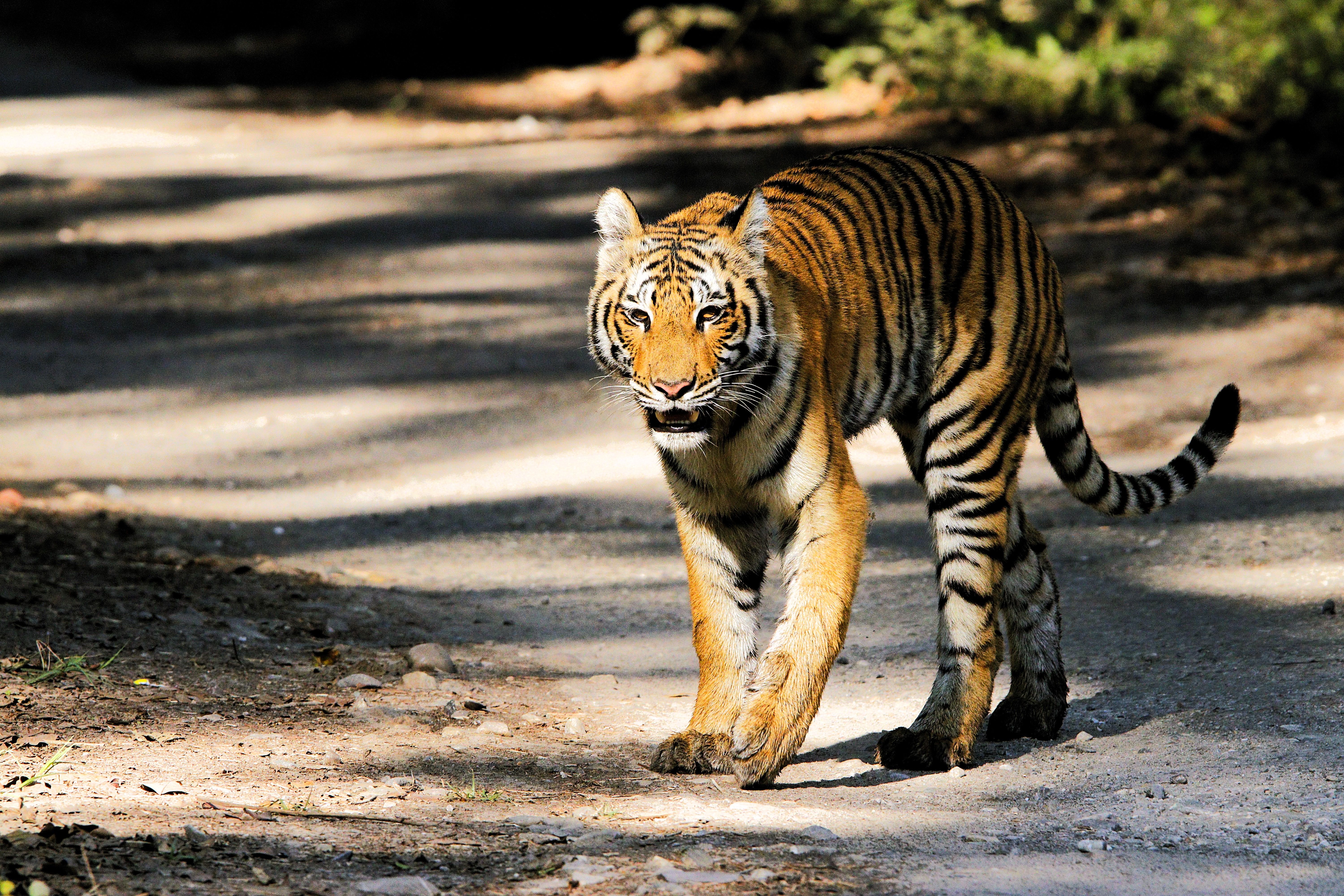 Bengal Tiger Roaming in Sunlit Forest Path · Free Stock Photo