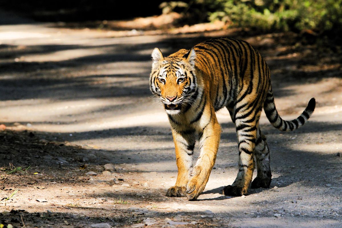 Tiger Images Photos, Download The BEST Free Tiger Images Stock Photos ...