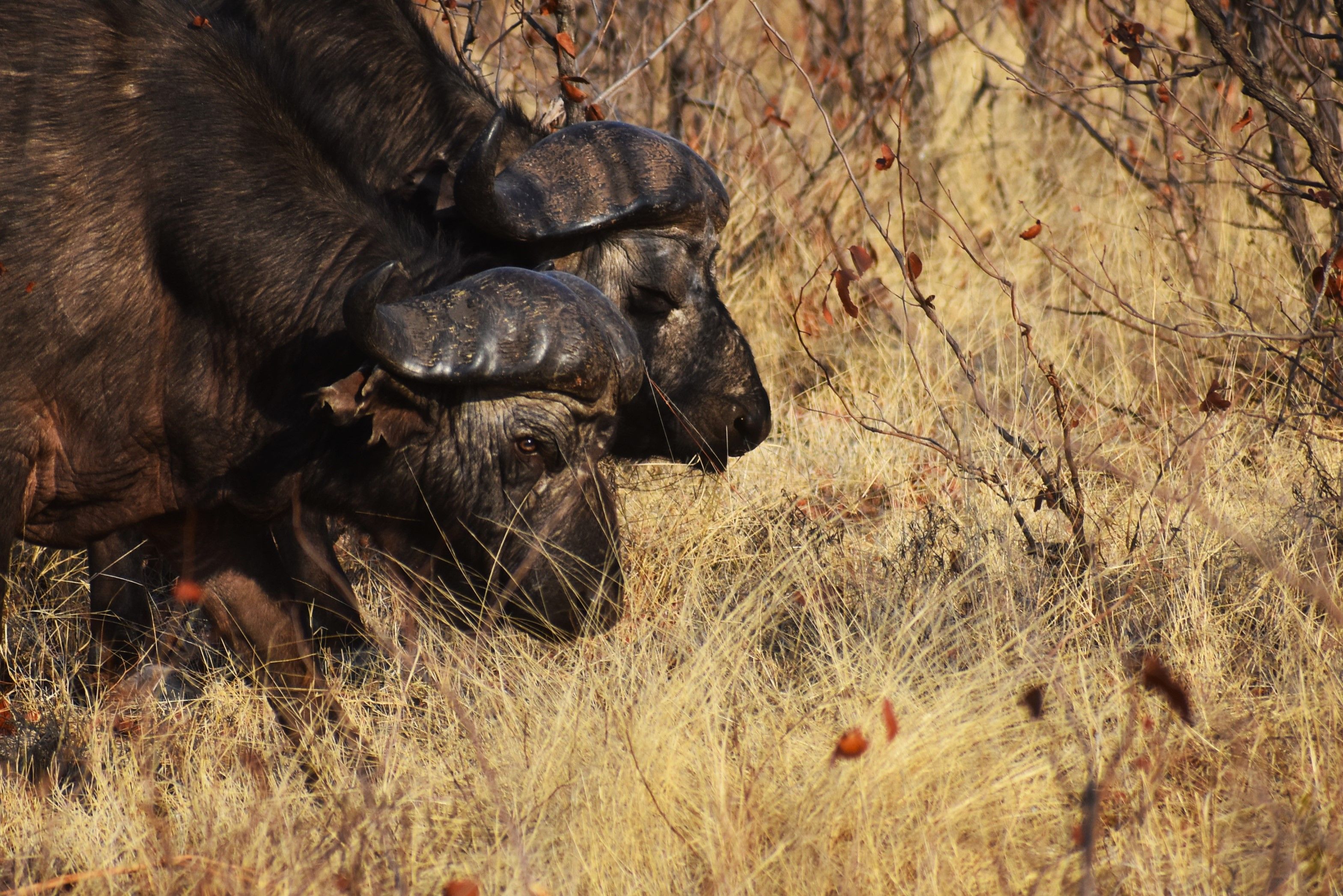 Close-Up Photo of African Buffalo Standing in Grassland · Free Stock Photo