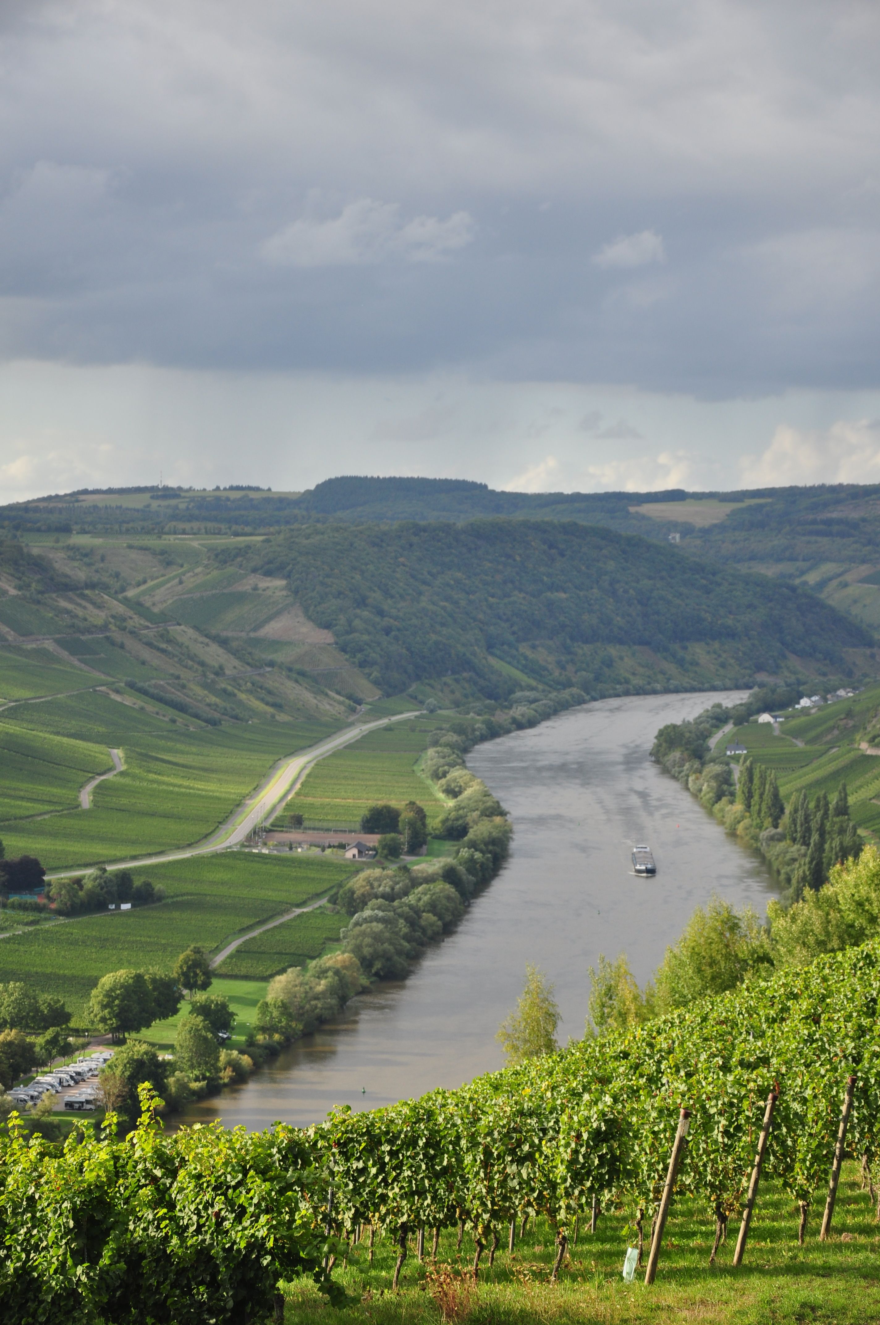 Scenic Vineyard with River View in Summer · Free Stock Photo
