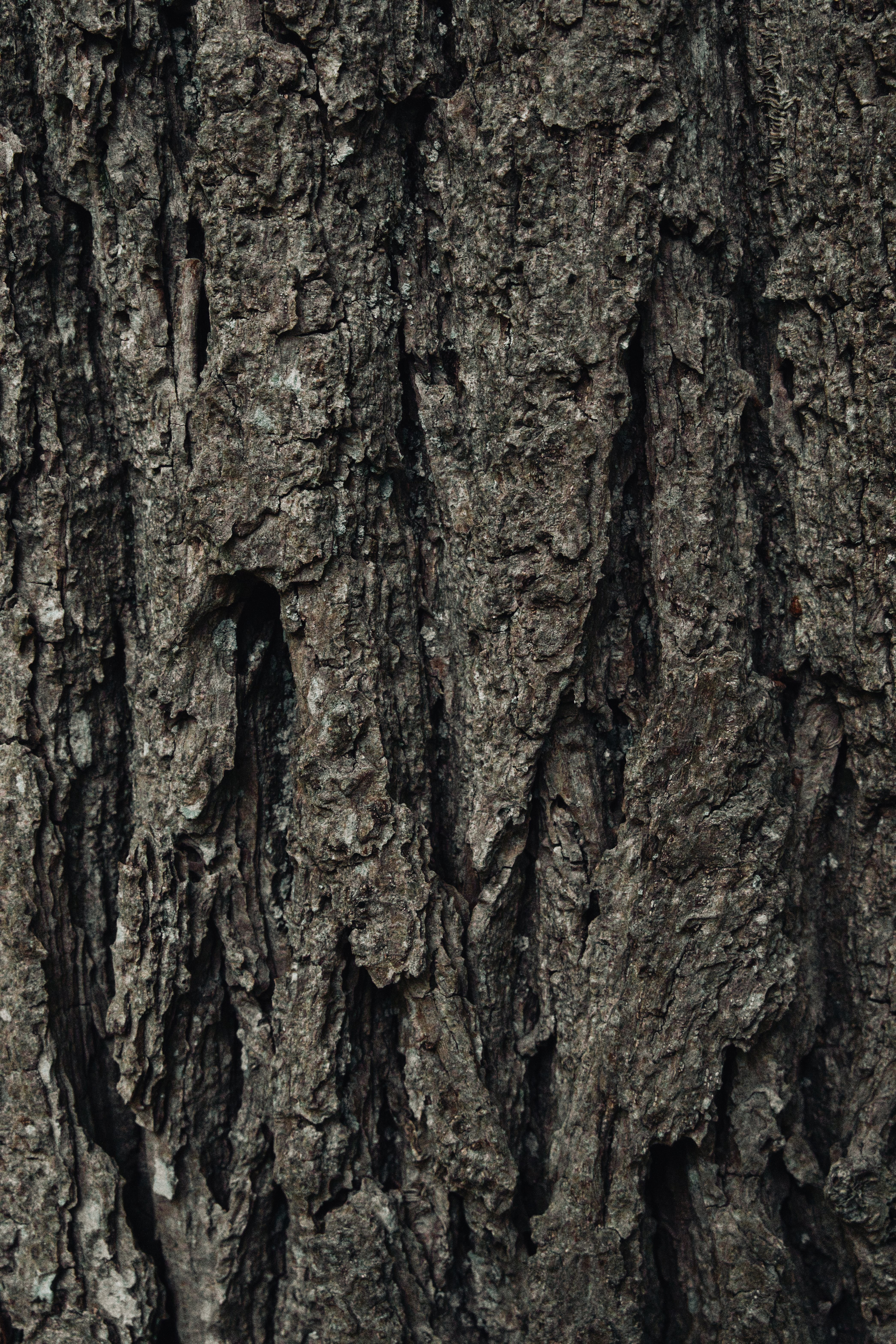 Tree Texture Photos, Download The BEST Free Tree Texture Stock Photos ...