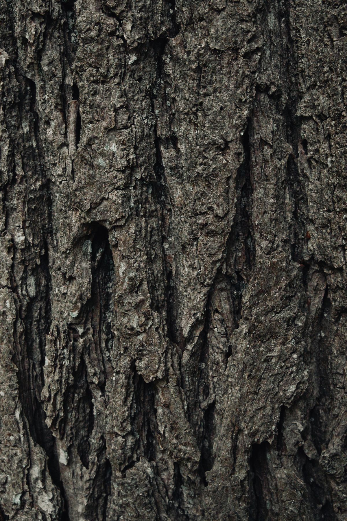 Tree Bark Photos, Download The BEST Free Tree Bark Stock Photos & HD Images