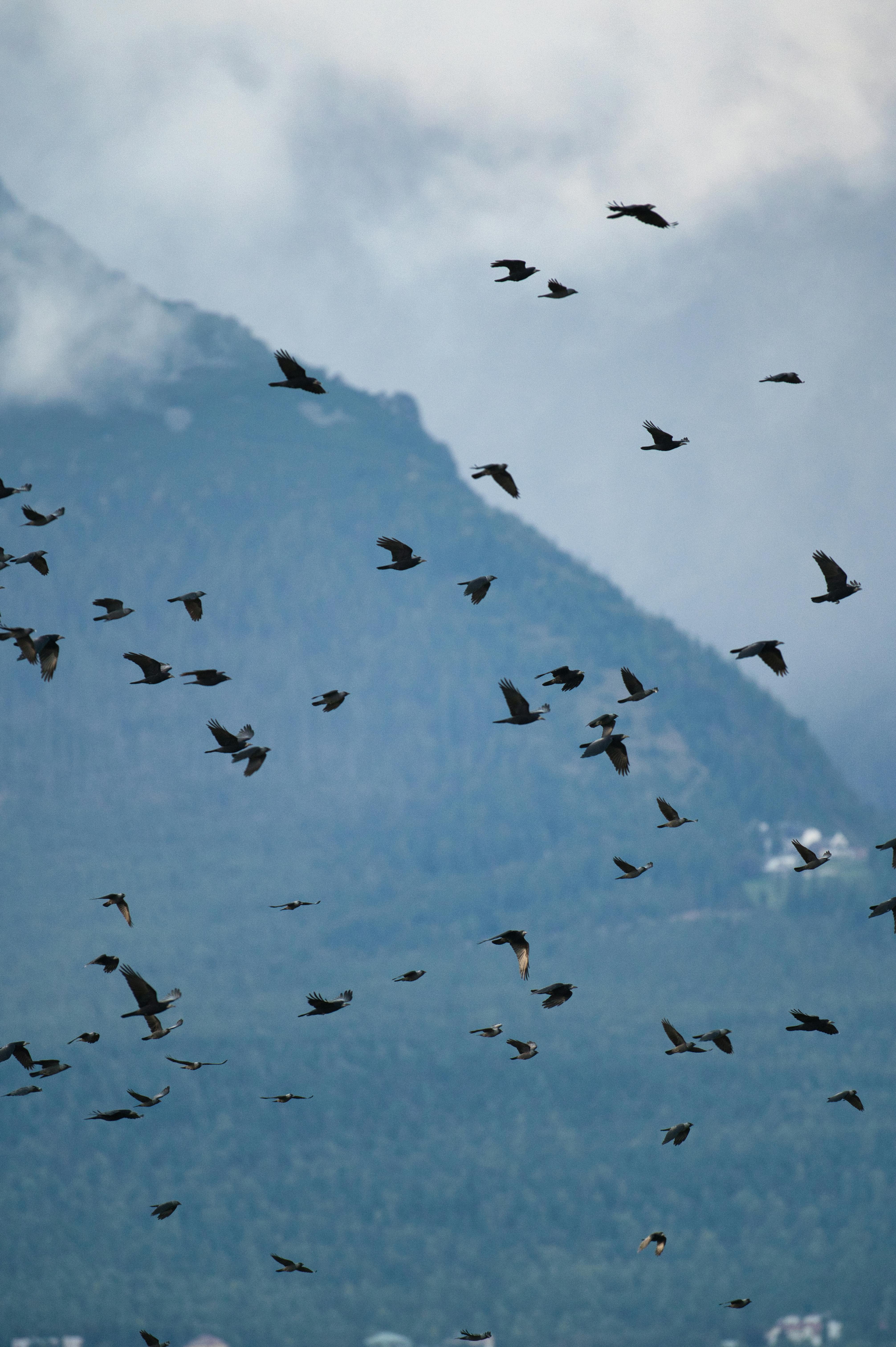 Crows Photos, Download The BEST Free Crows Stock Photos & HD Images