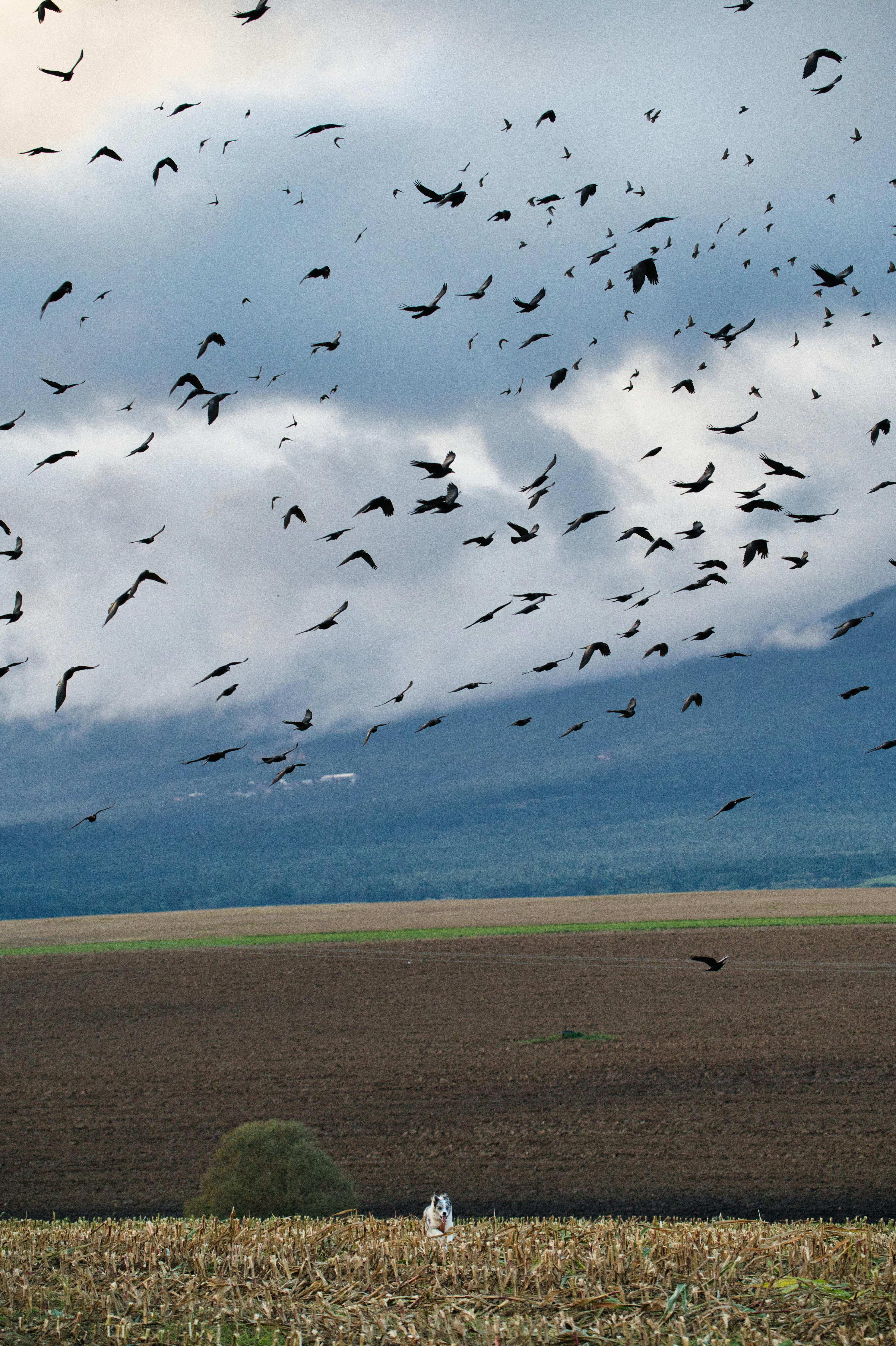 Crows Photos, Download The BEST Free Crows Stock Photos & HD Images