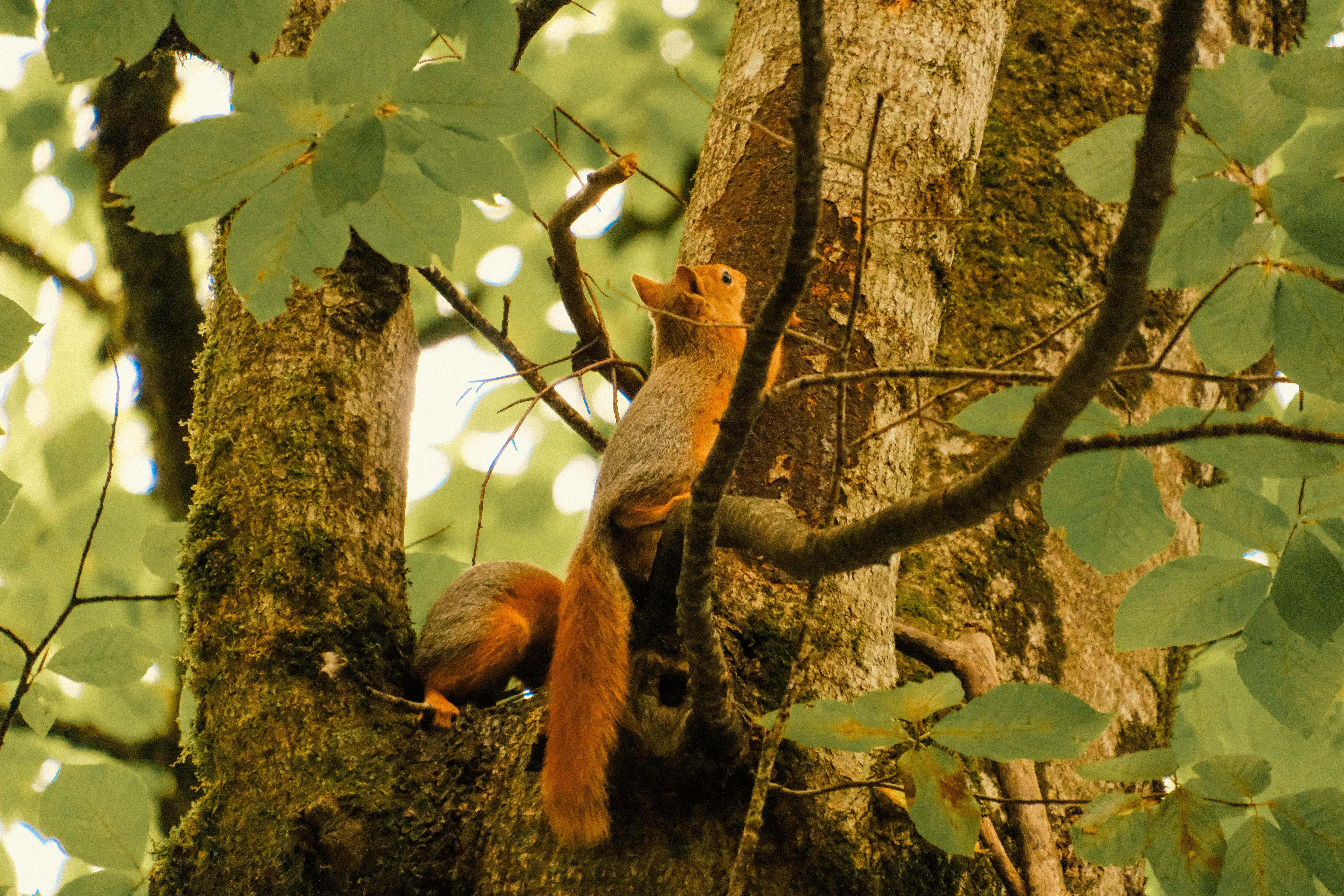 Red Squirrel Photos, Download The BEST Free Red Squirrel Stock Photos ...