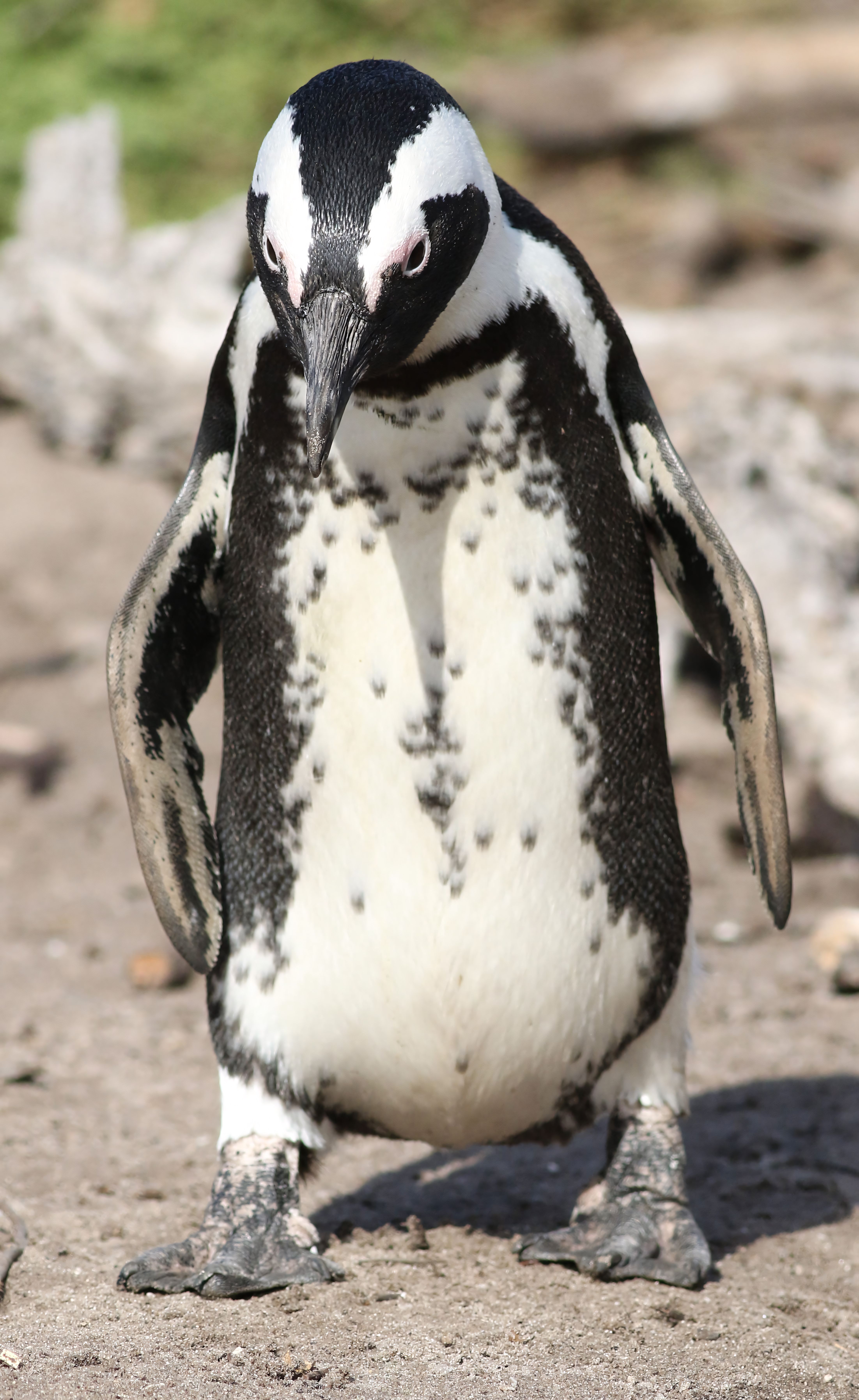 Close-up of African Penguin in Natural Habitat · Free Stock Photo