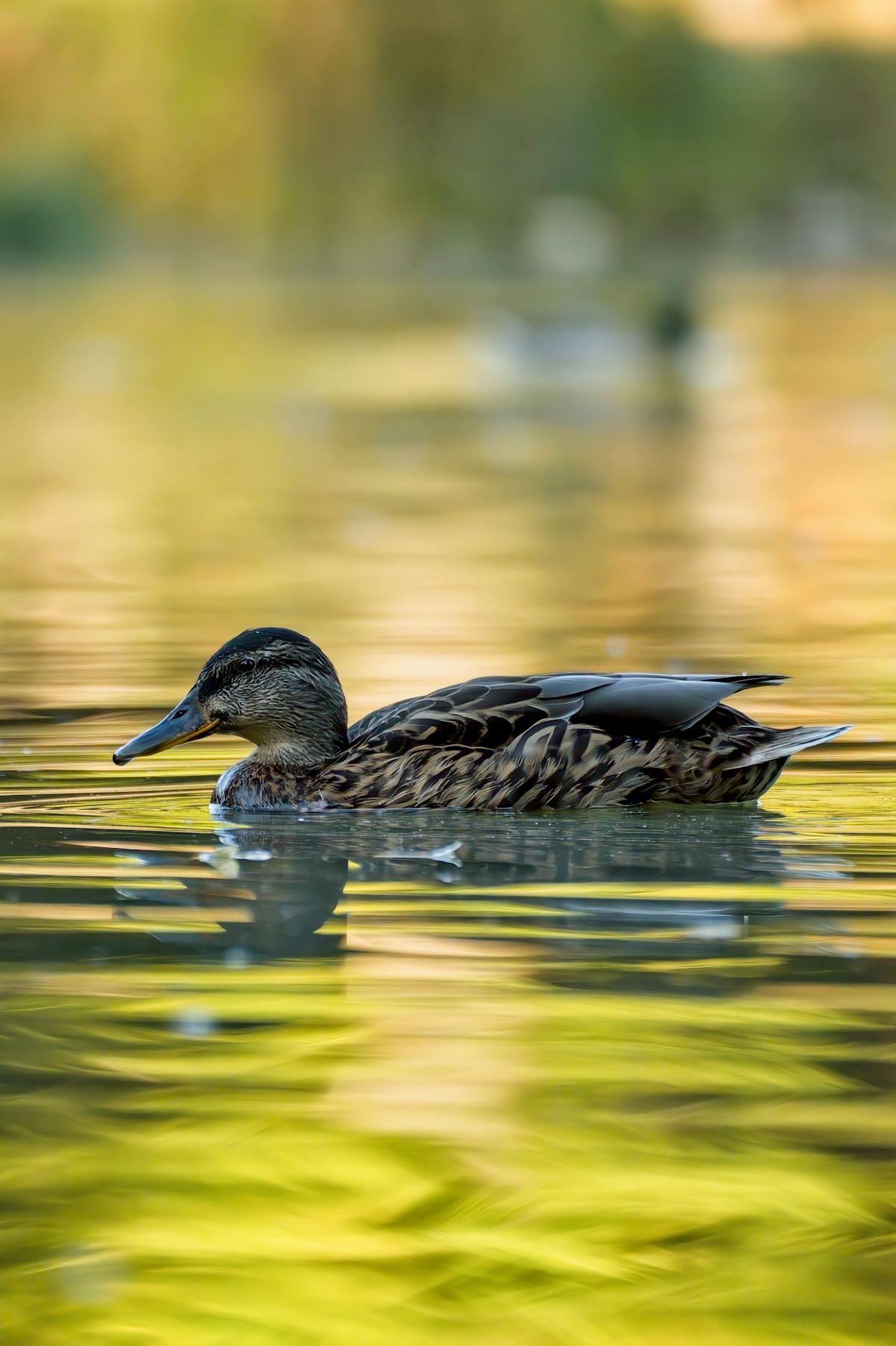 Cute Animated Duck Photos, Download The BEST Free Cute Animated Duck ...