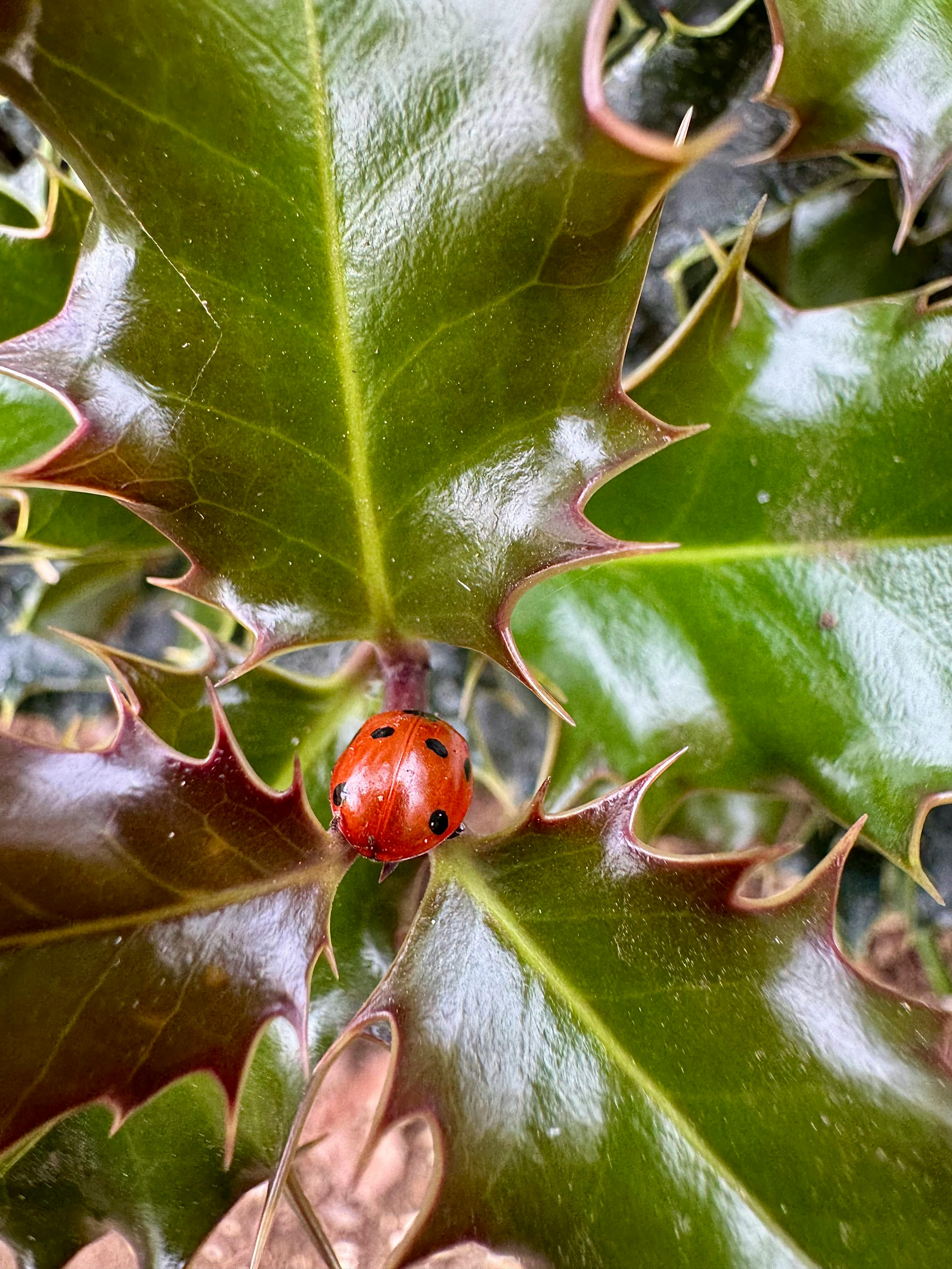 Close Up Ladybug Photos, Download The BEST Free Close Up Ladybug Stock ...