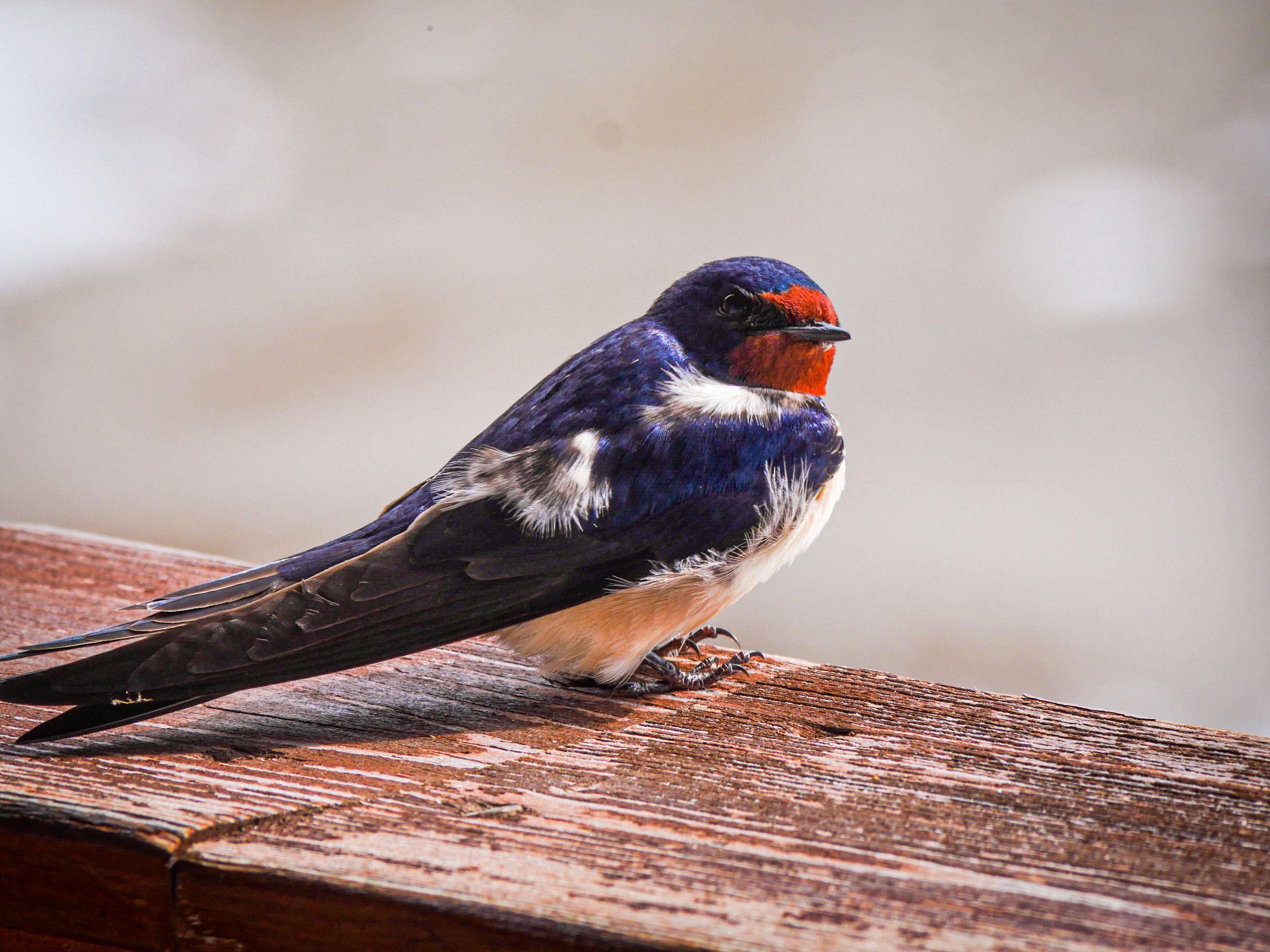 Close-up of a Barn Swallow Perched on a Pipe · Free Stock Photo