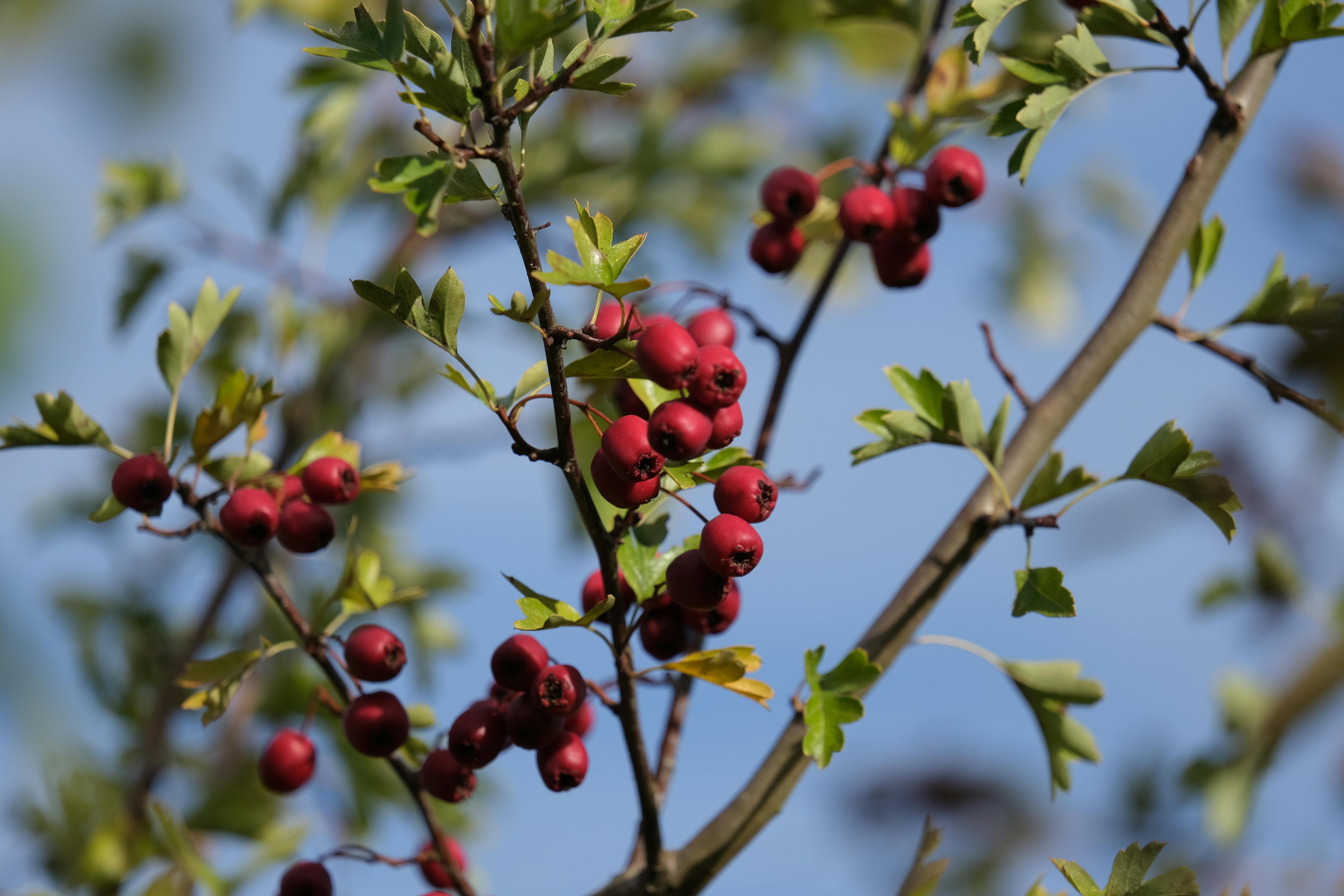 Anar Fruit Photos, Download The BEST Free Anar Fruit Stock Photos & HD ...