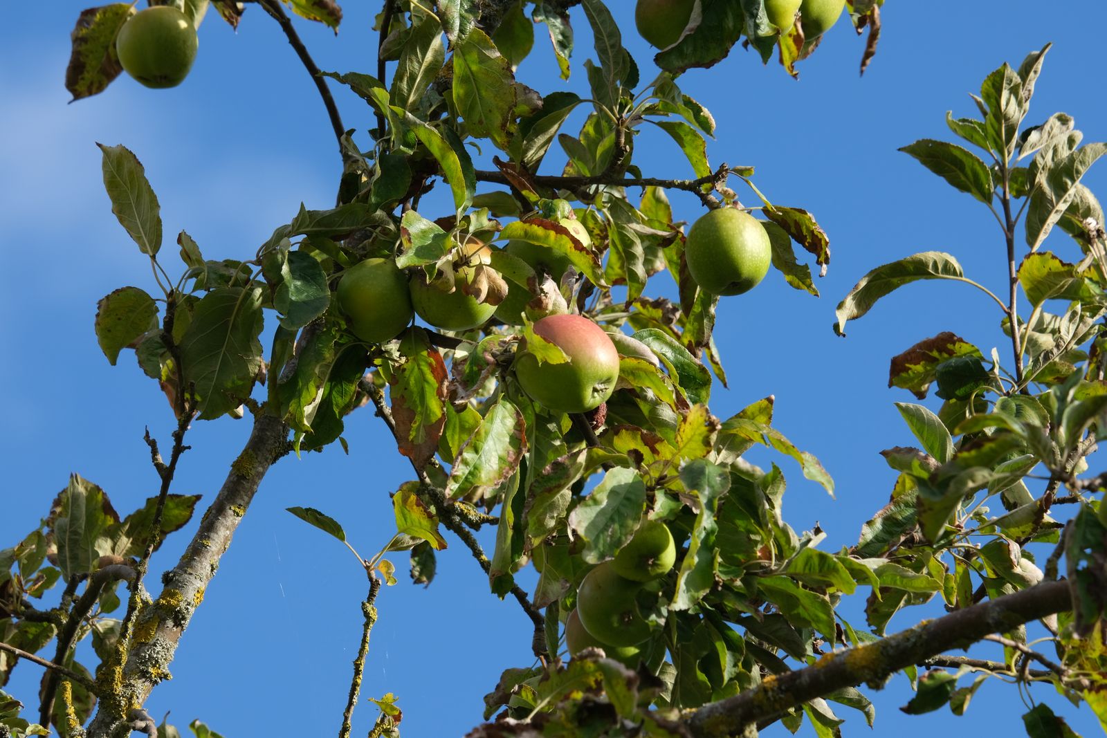Apple Tree Photos, Download The BEST Free Apple Tree Stock Photos & HD ...