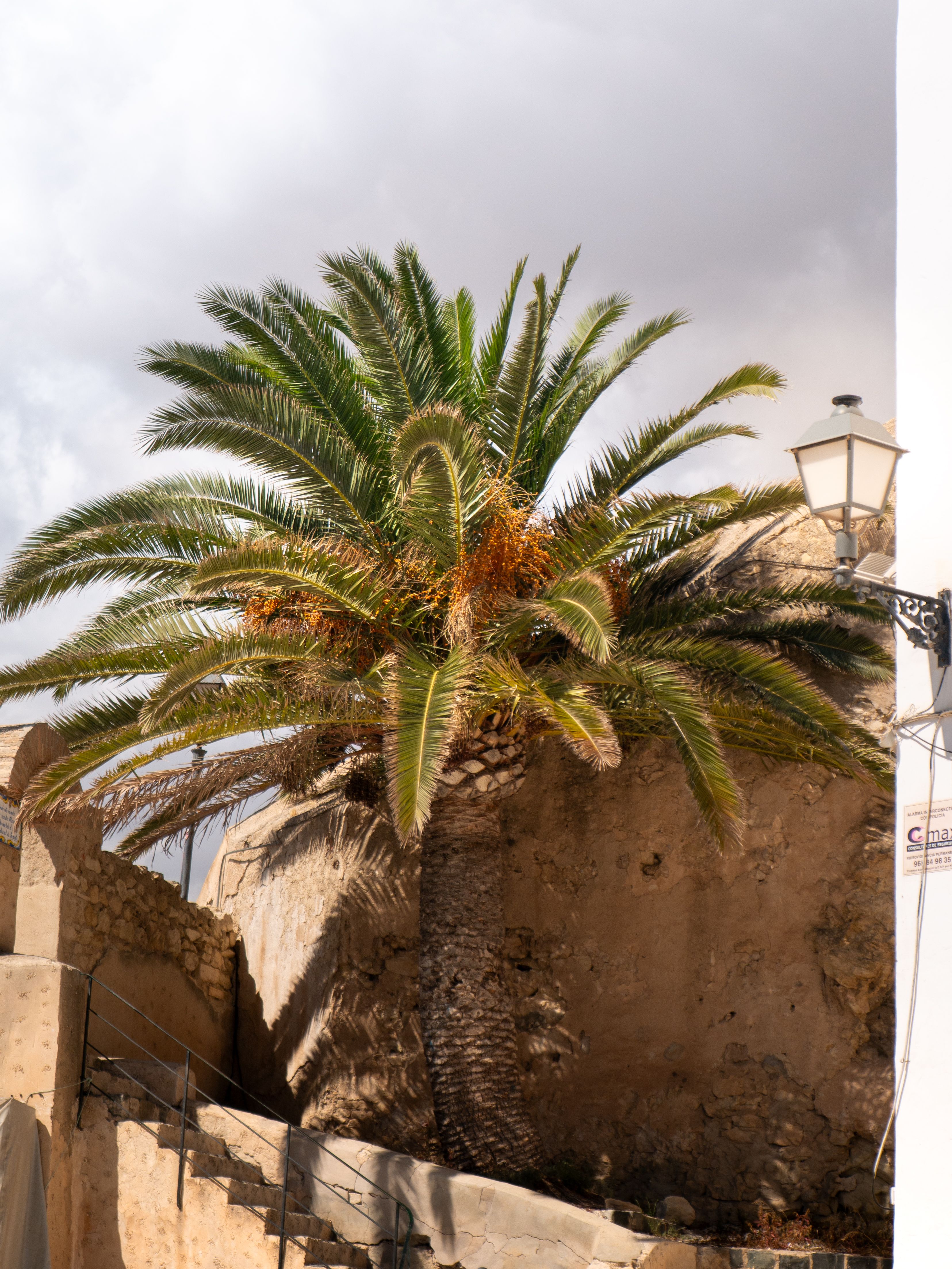 Desert Palm Tree Against Rustic Stonewall · Free Stock Photo
