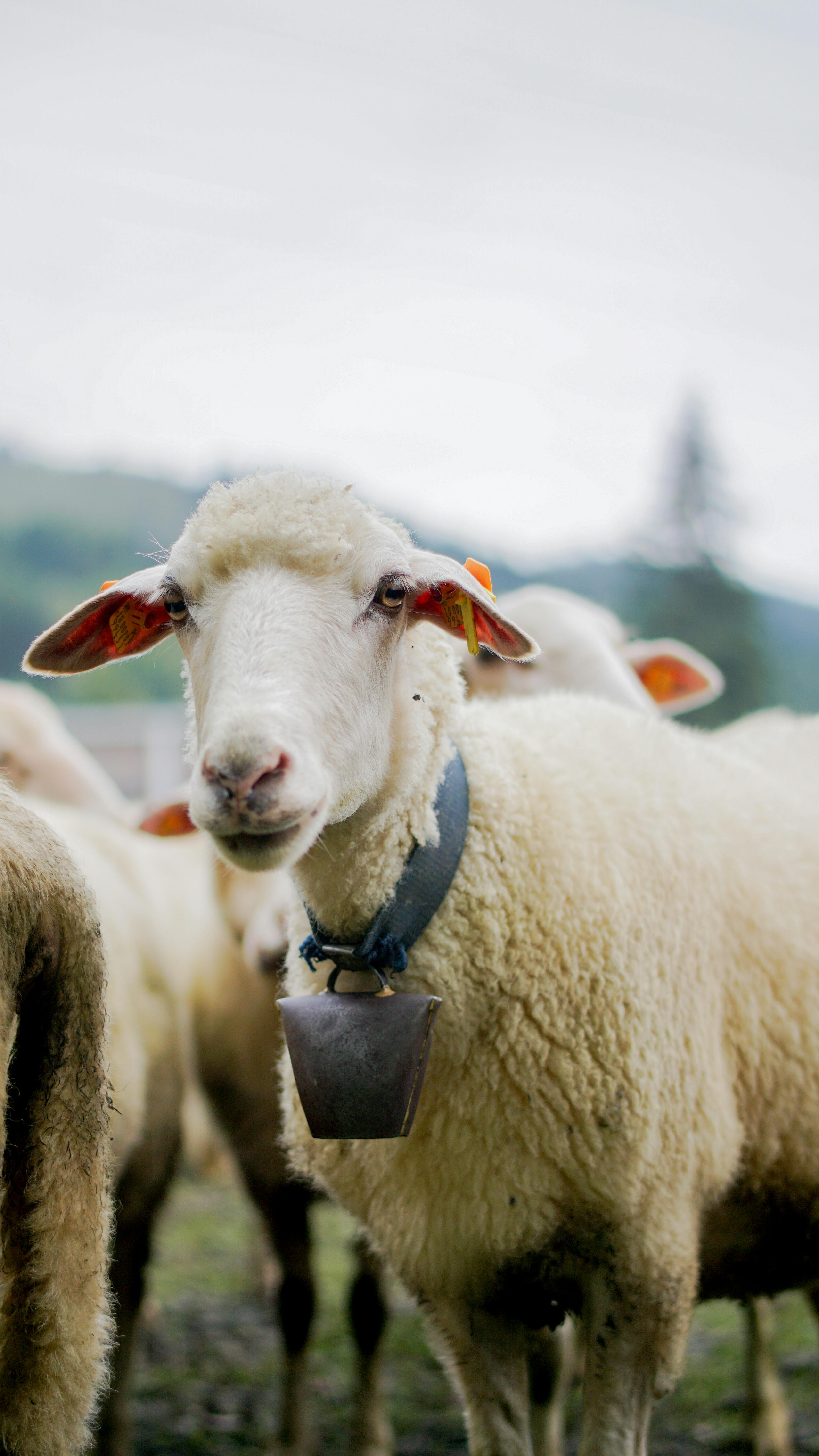 Sheep With A Shepherd Photos, Download The BEST Free Sheep With A ...