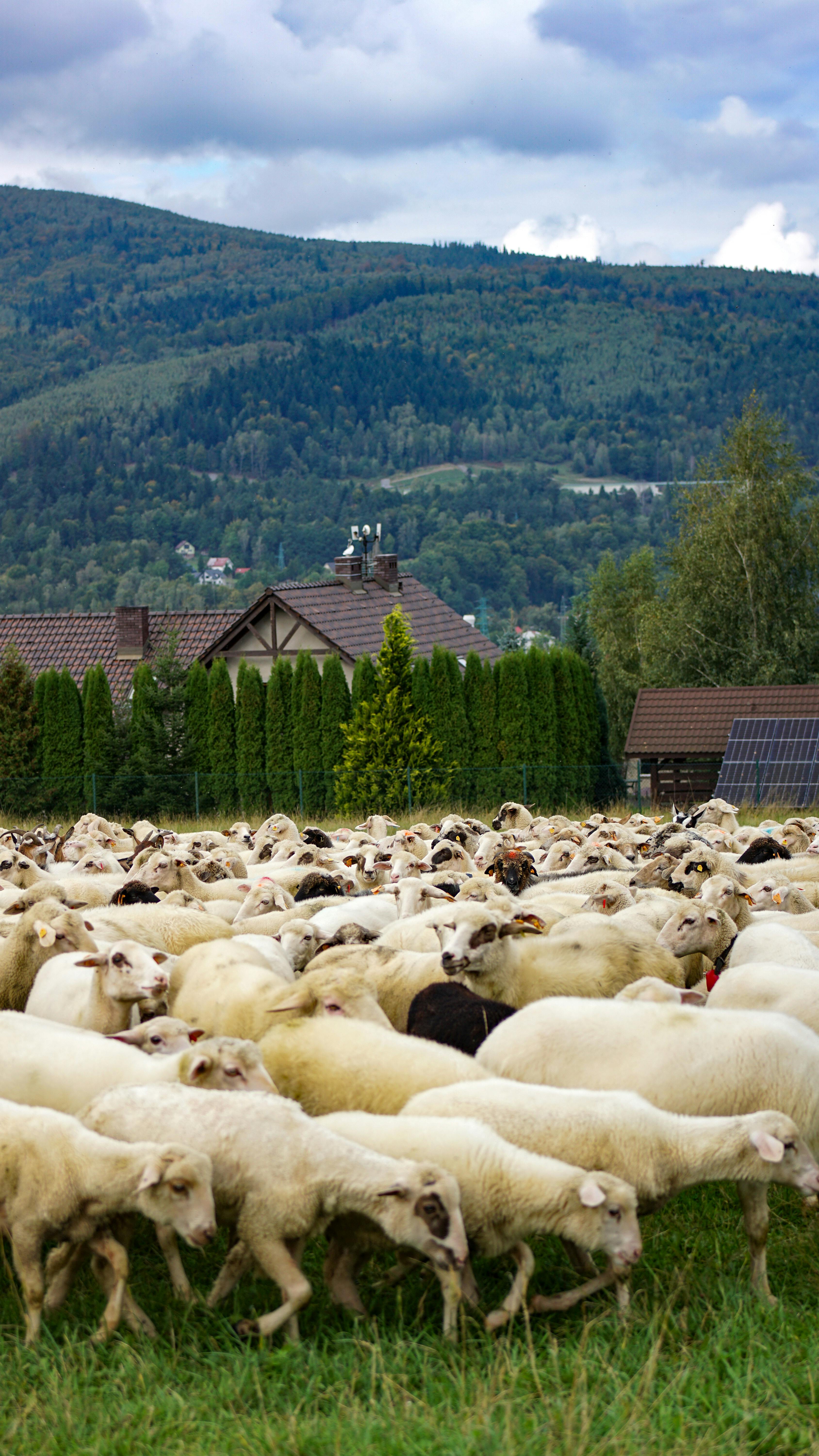 Sheep With A Shepherd Photos, Download The BEST Free Sheep With A ...