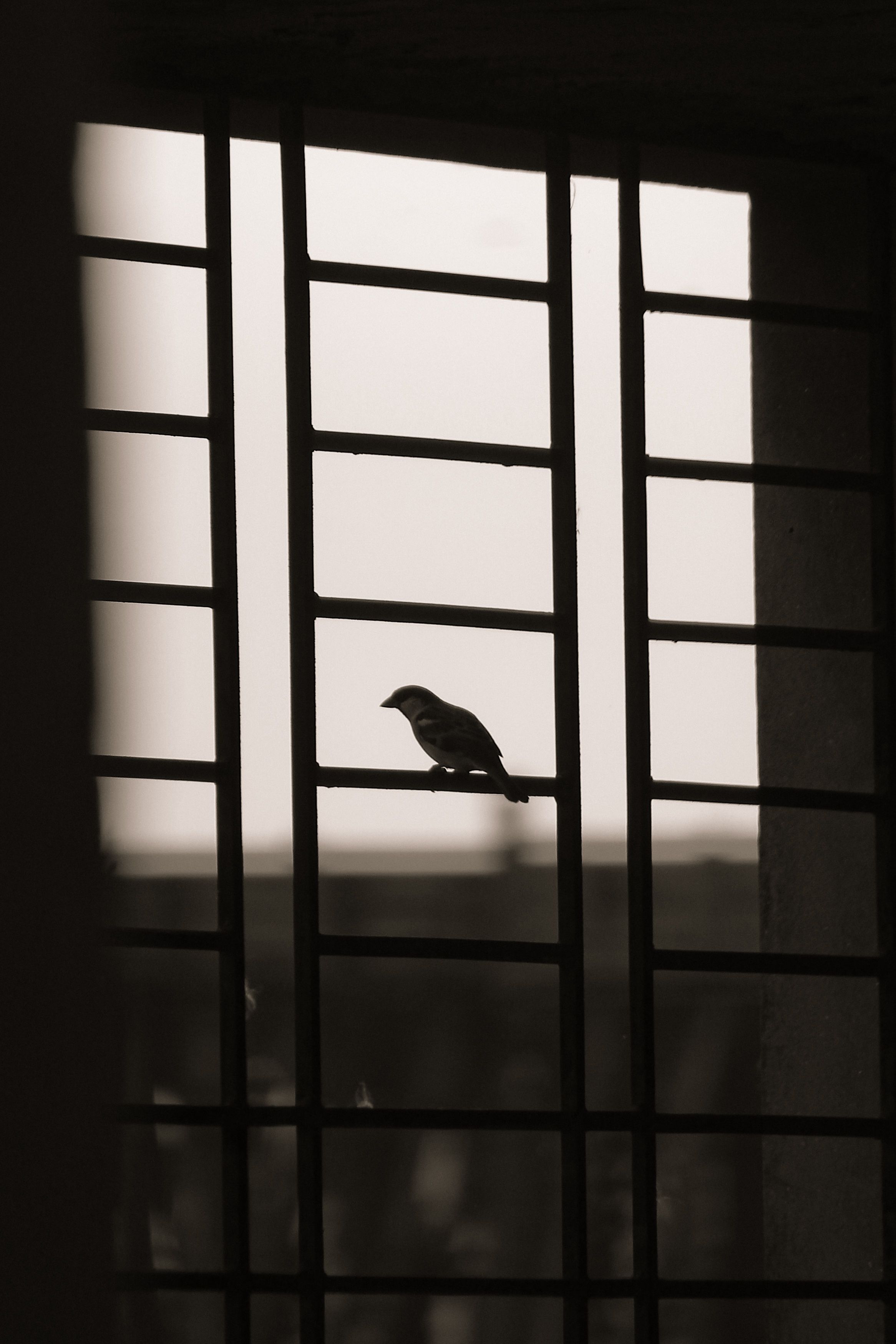 Bird Silhouette on Window Grille with Scenic View · Free Stock Photo