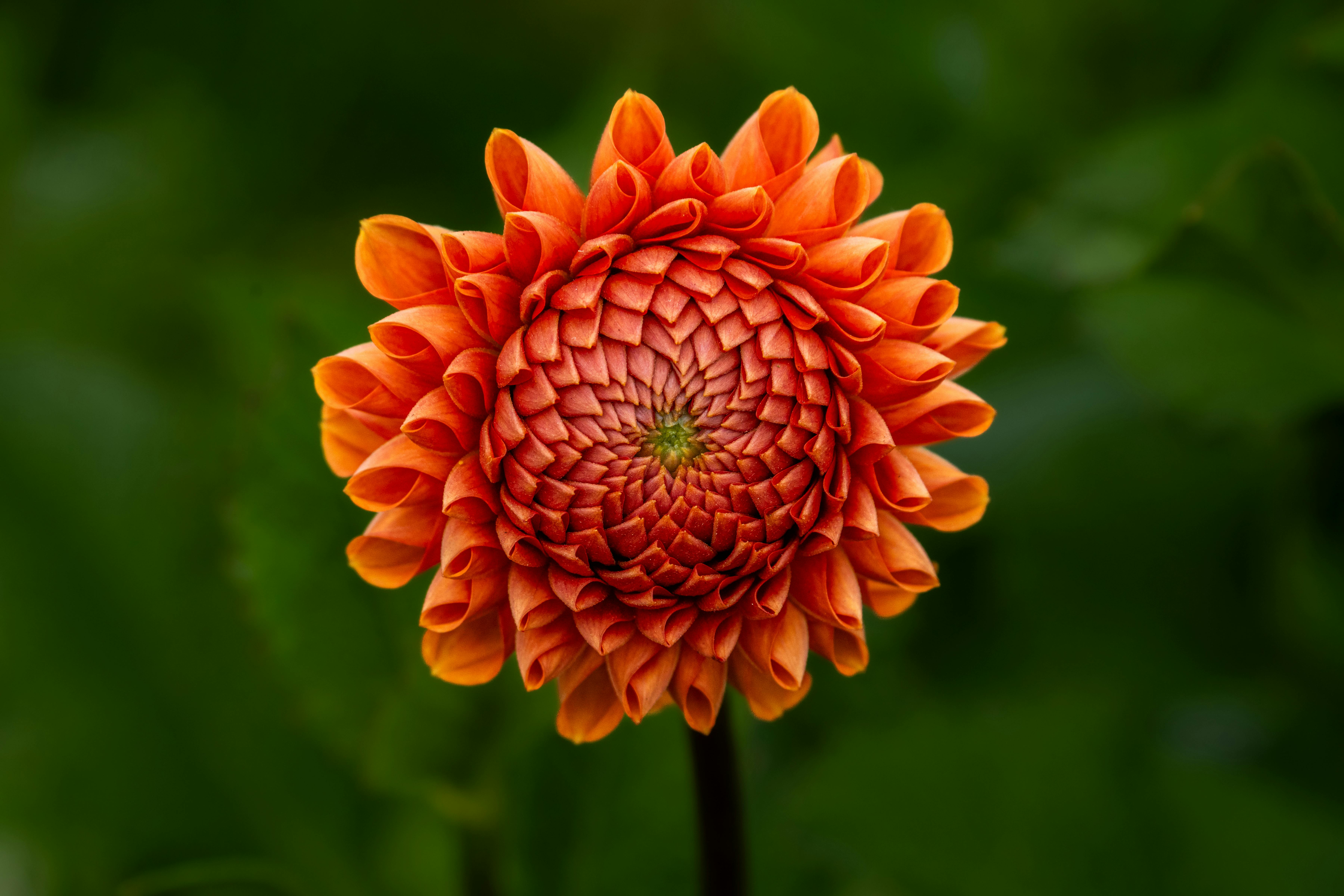 August Photos, Download The BEST Free August Stock Photos & HD Images