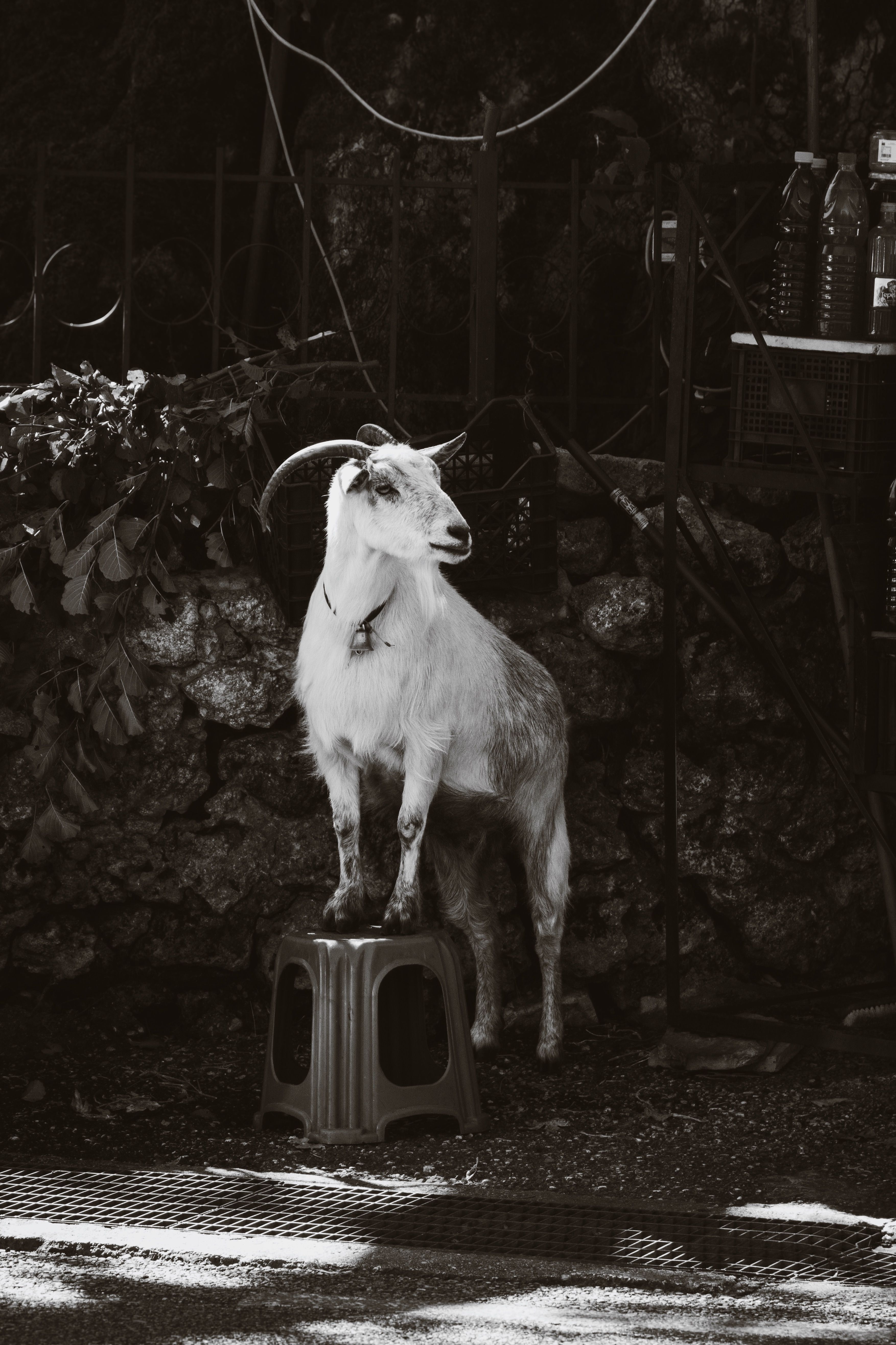 Majestic Goat Posing Outdoors in Albania · Free Stock Photo