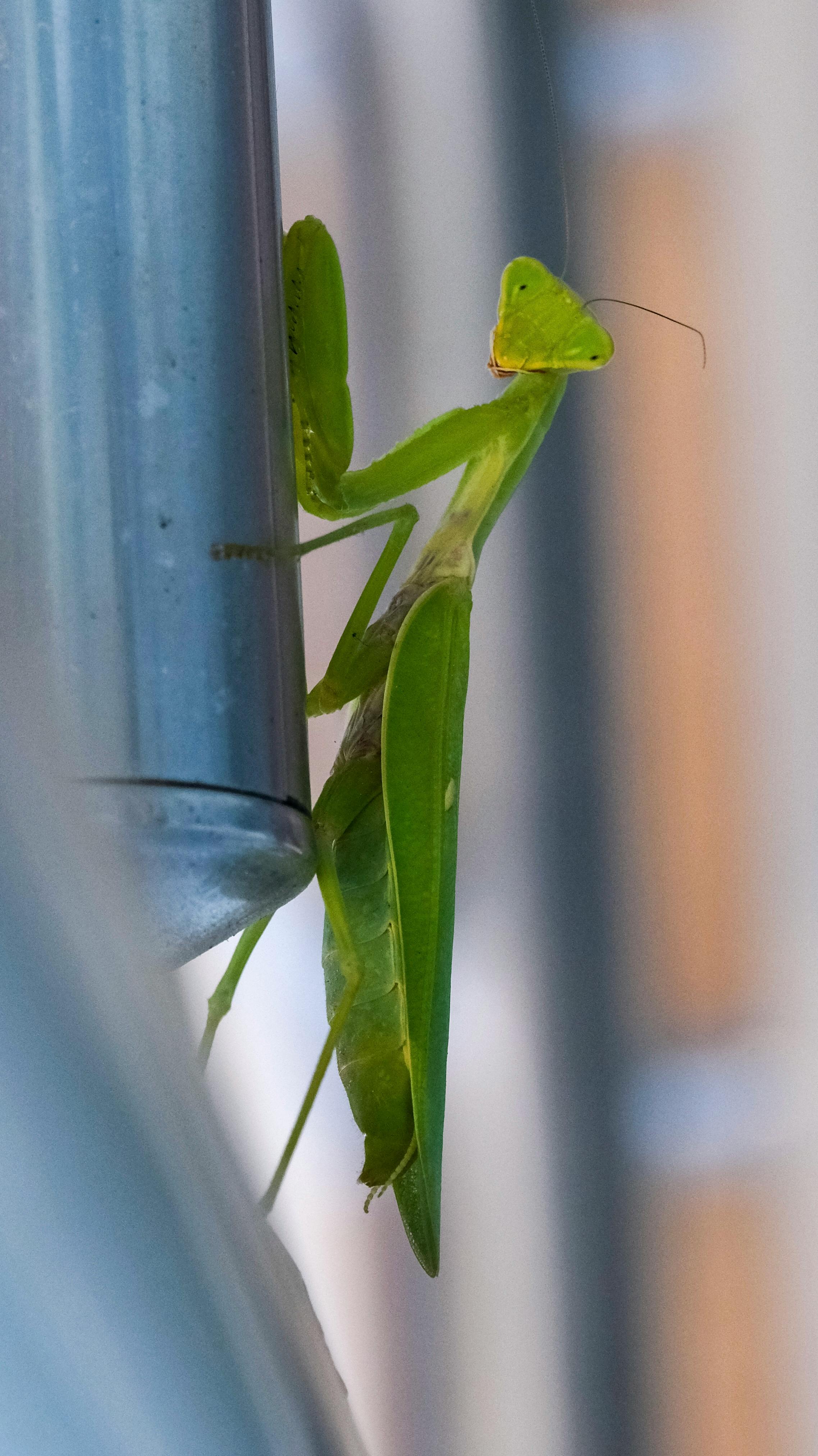 Praying Mantis Photos, Download The BEST Free Praying Mantis Stock ...