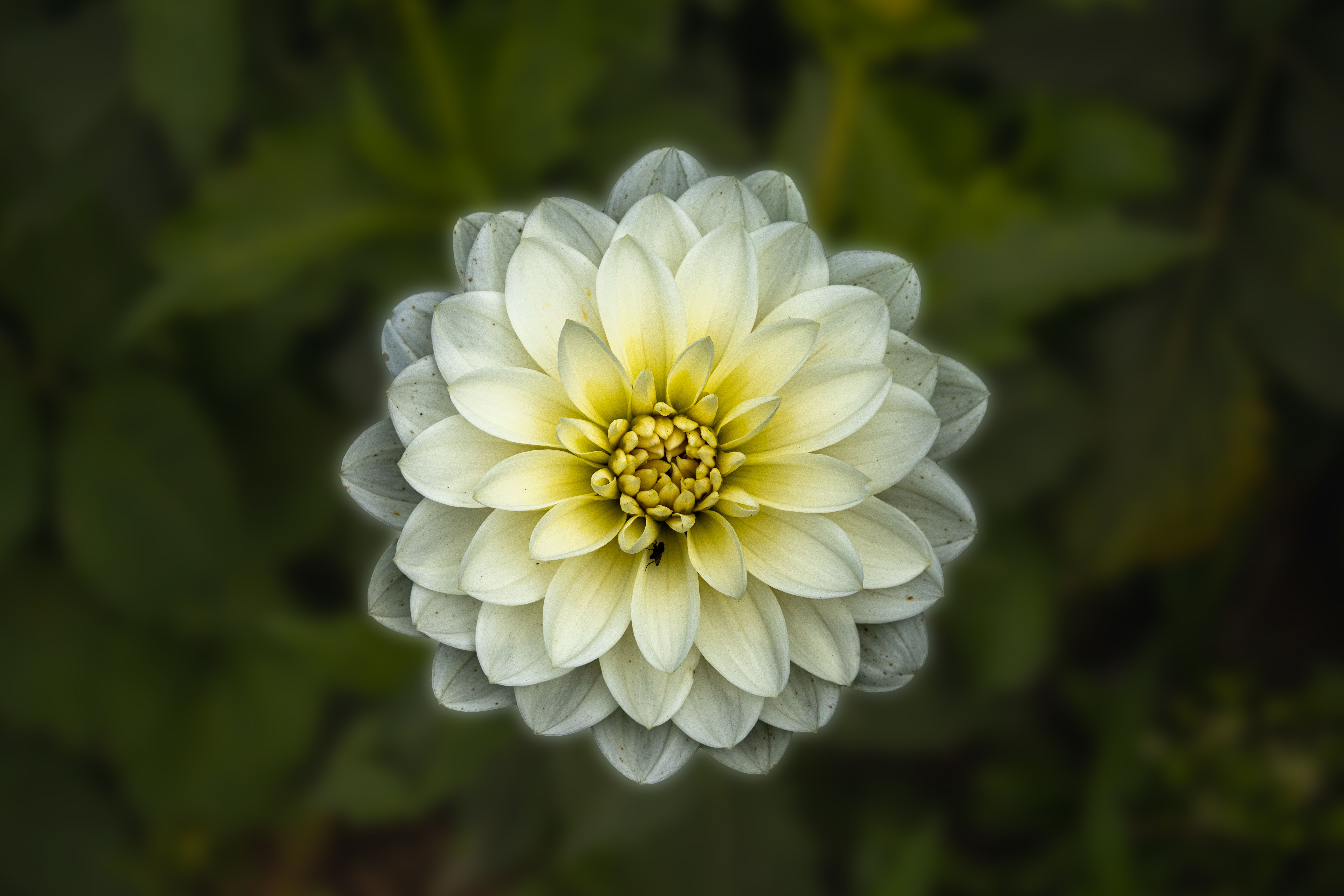 Dahlia+Wallpaper+Hsr Photos, Download The BEST Free Dahlia+Wallpaper ...