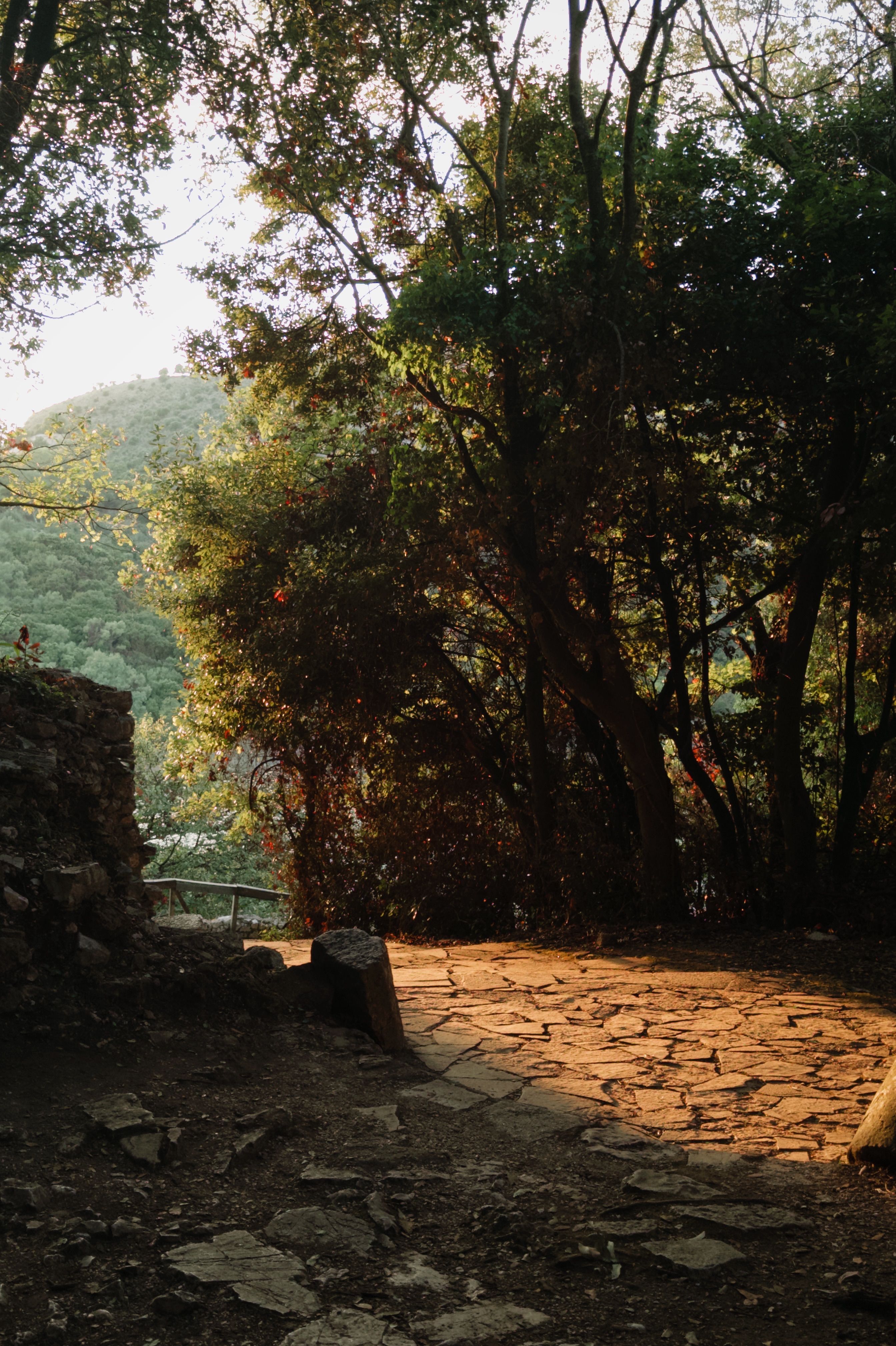 Sunlit Forest Path in Albanian Wilderness · Free Stock Photo