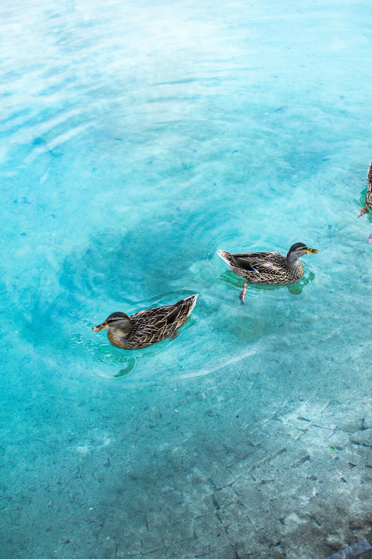 Cute Animated Duck Photos, Download The BEST Free Cute Animated Duck ...