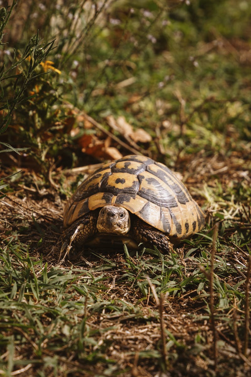 Tortoise Photos, Download The BEST Free Tortoise Stock Photos & HD Images