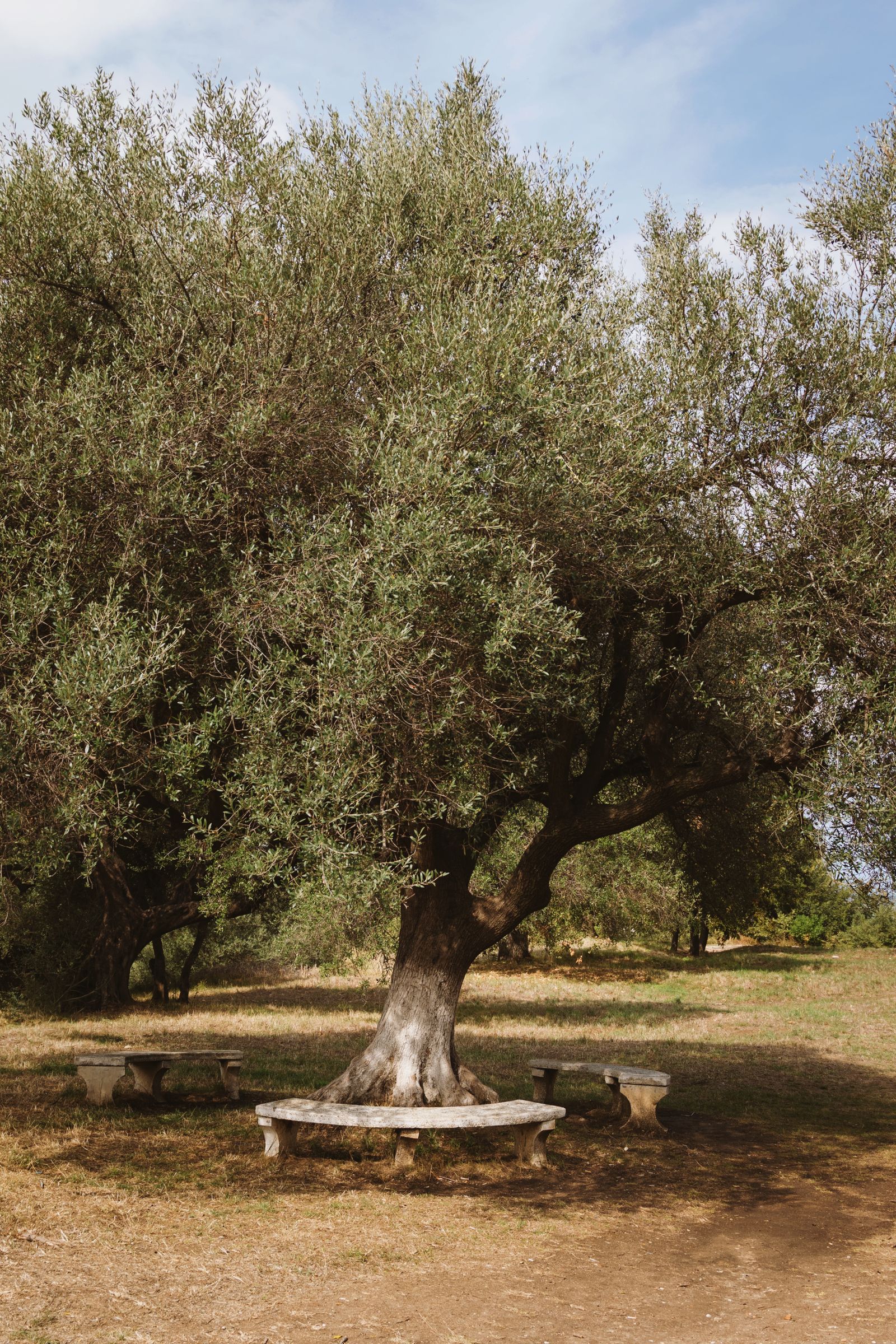 Olive Photos, Download The BEST Free Olive Stock Photos & HD Images