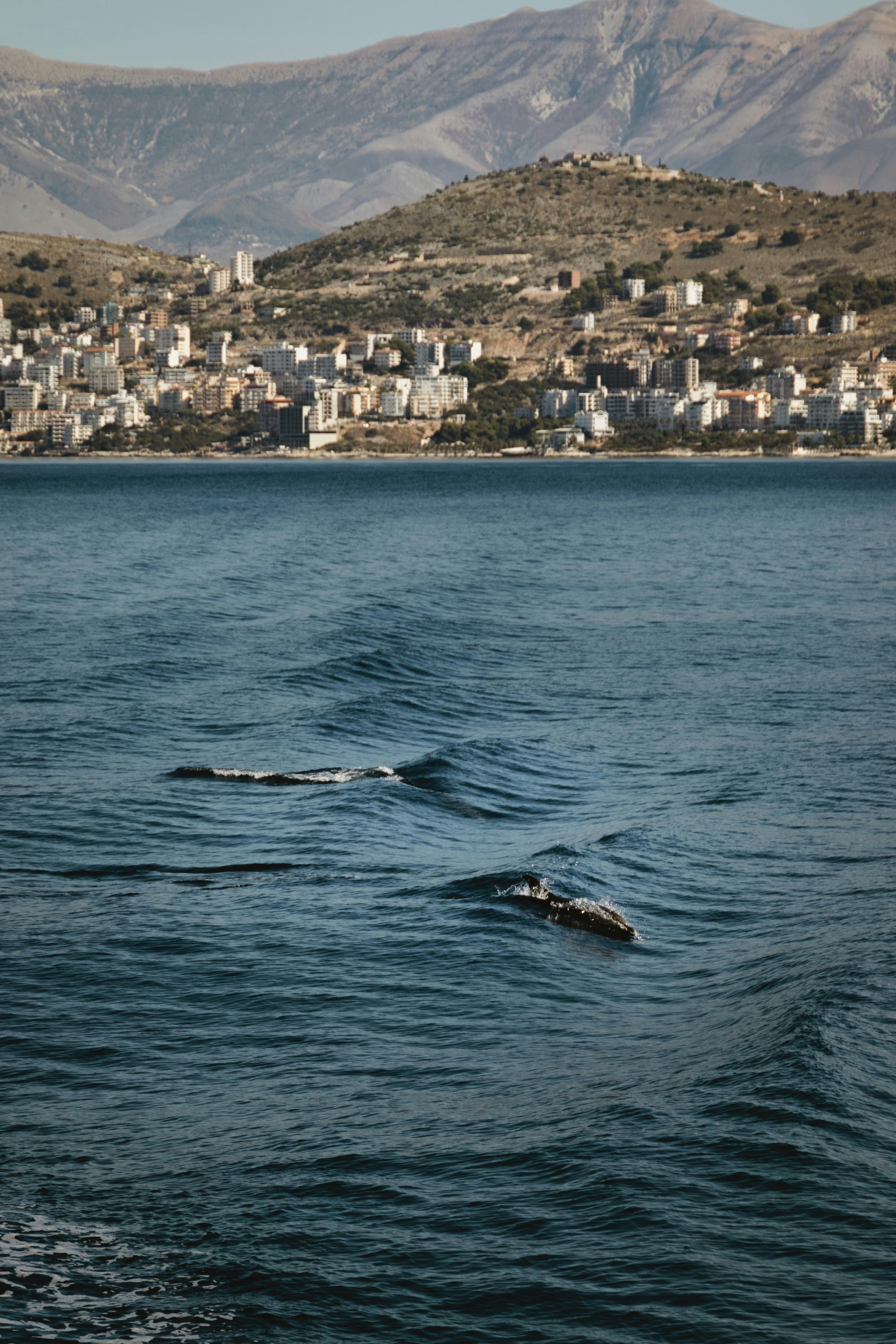 Cartoon Sea Animals Photos, Download The BEST Free Cartoon Sea Animals ...