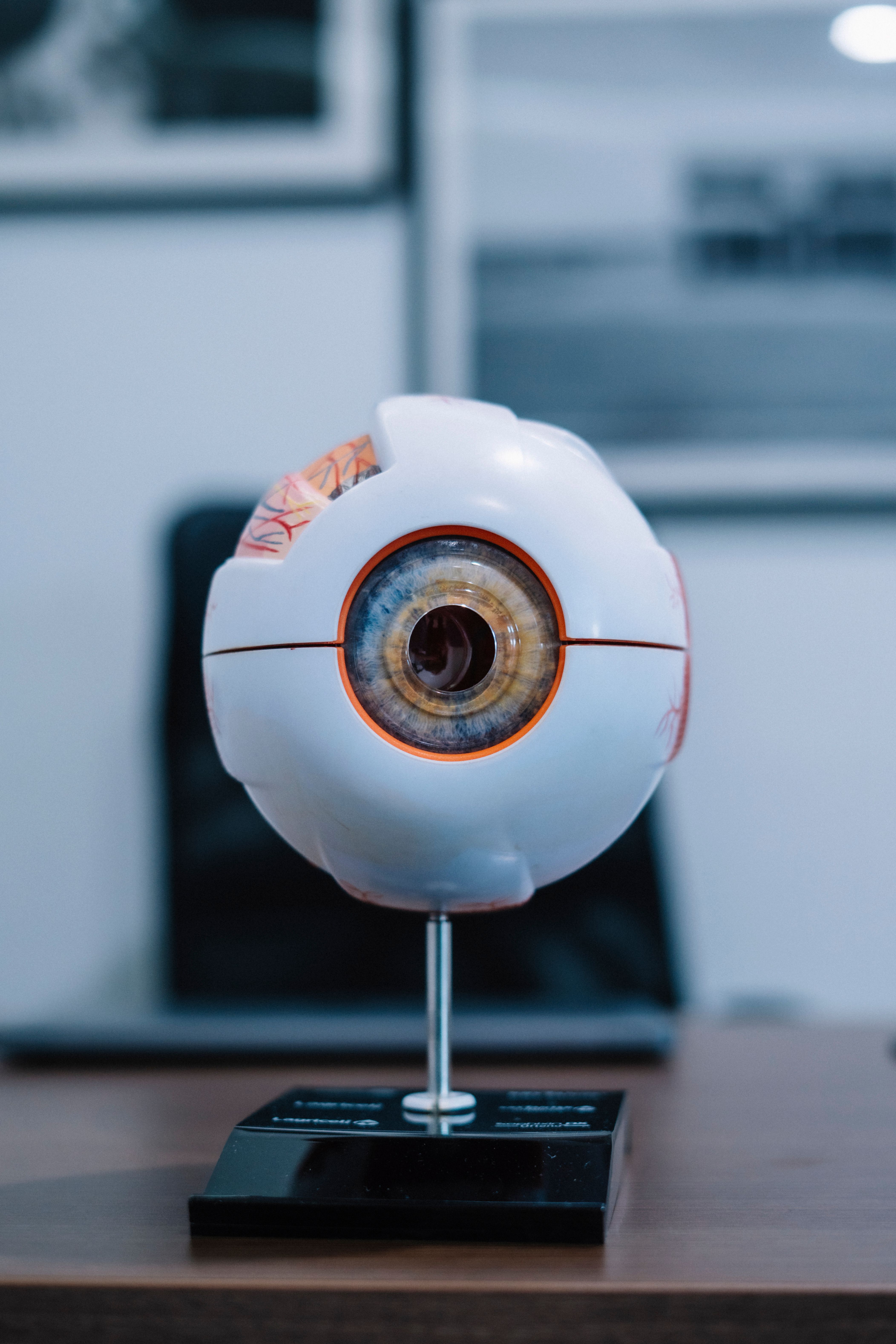 Anatomical Eye Model on a Desk · Free Stock Photo