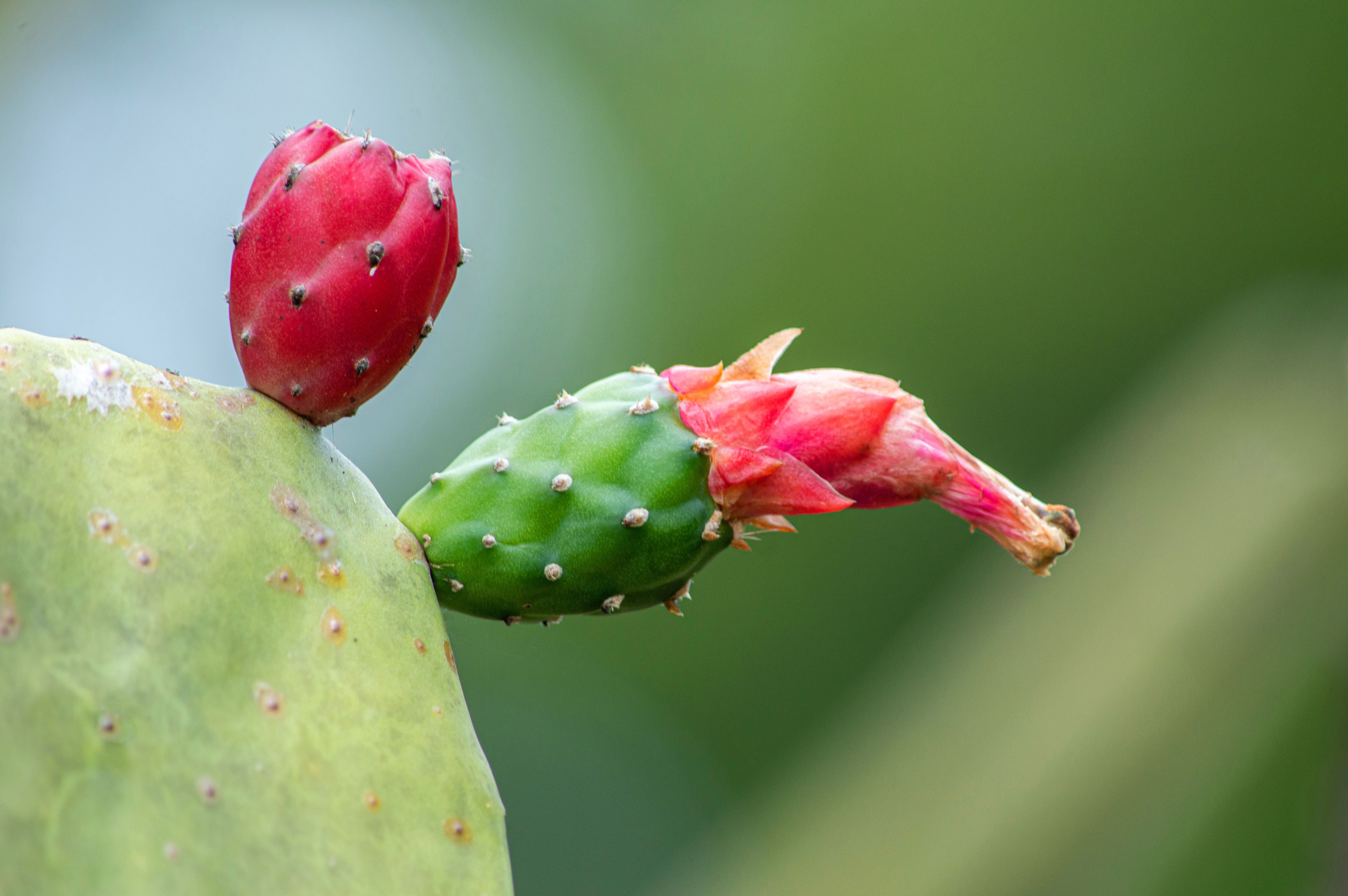 Close-up of Prickly Pear Cactus Buds · Free Stock Photo