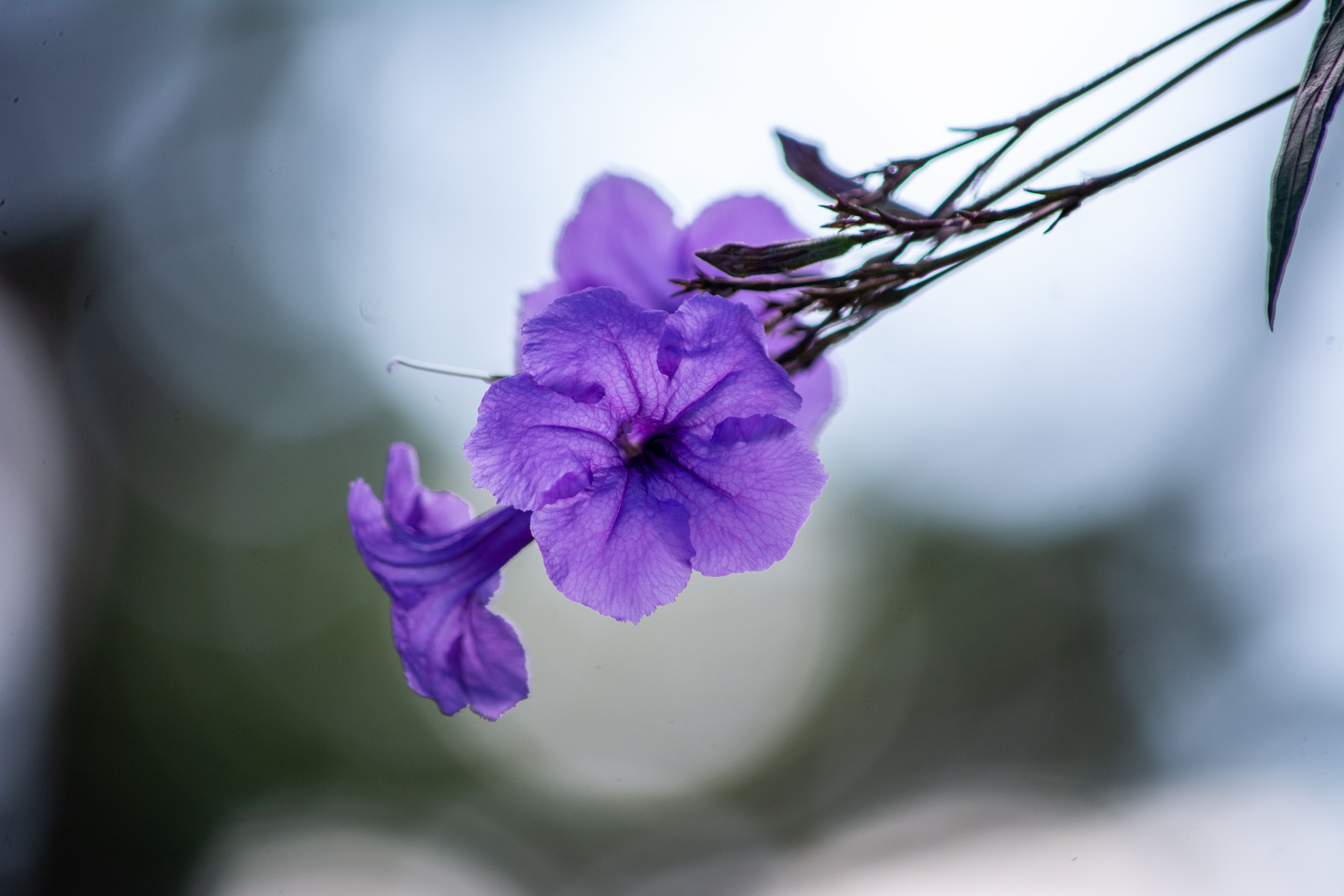 Photo of Purple Flowers · Free Stock Photo