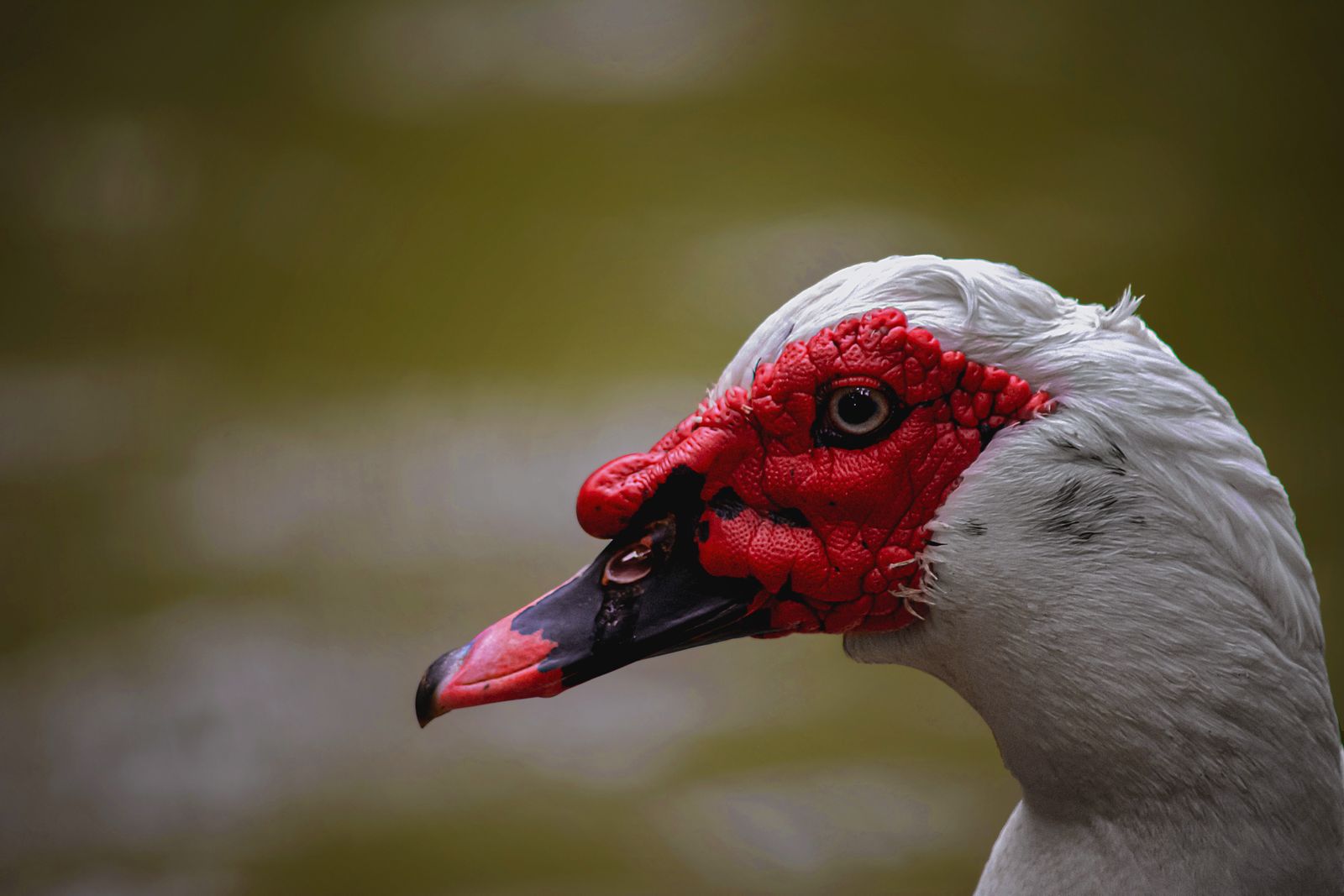 Duck Profile Photos, Download The BEST Free Duck Profile Stock Photos ...