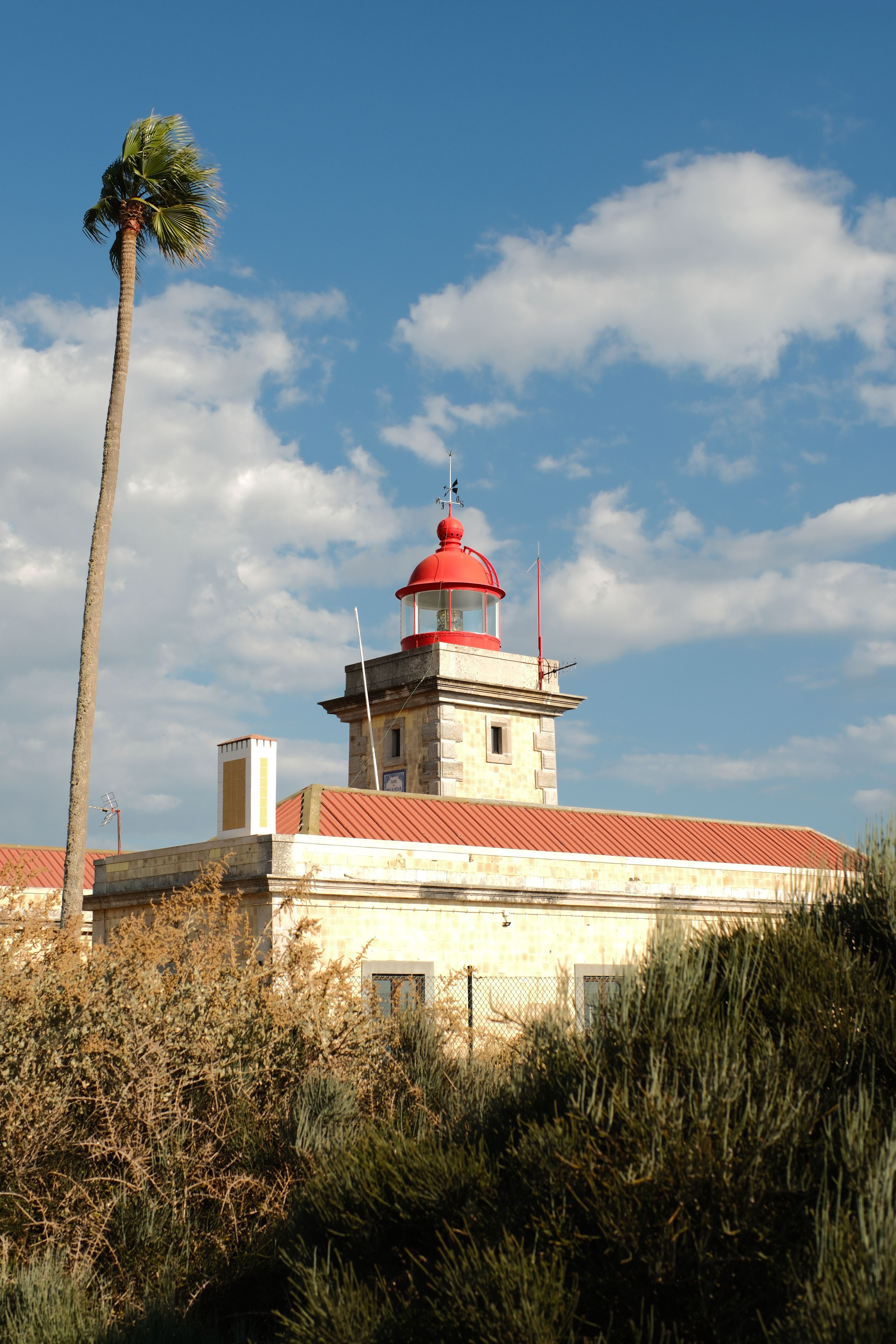 Scenic Lighthouse and Palm Tree in Lagos, Portugal · Free Stock Photo