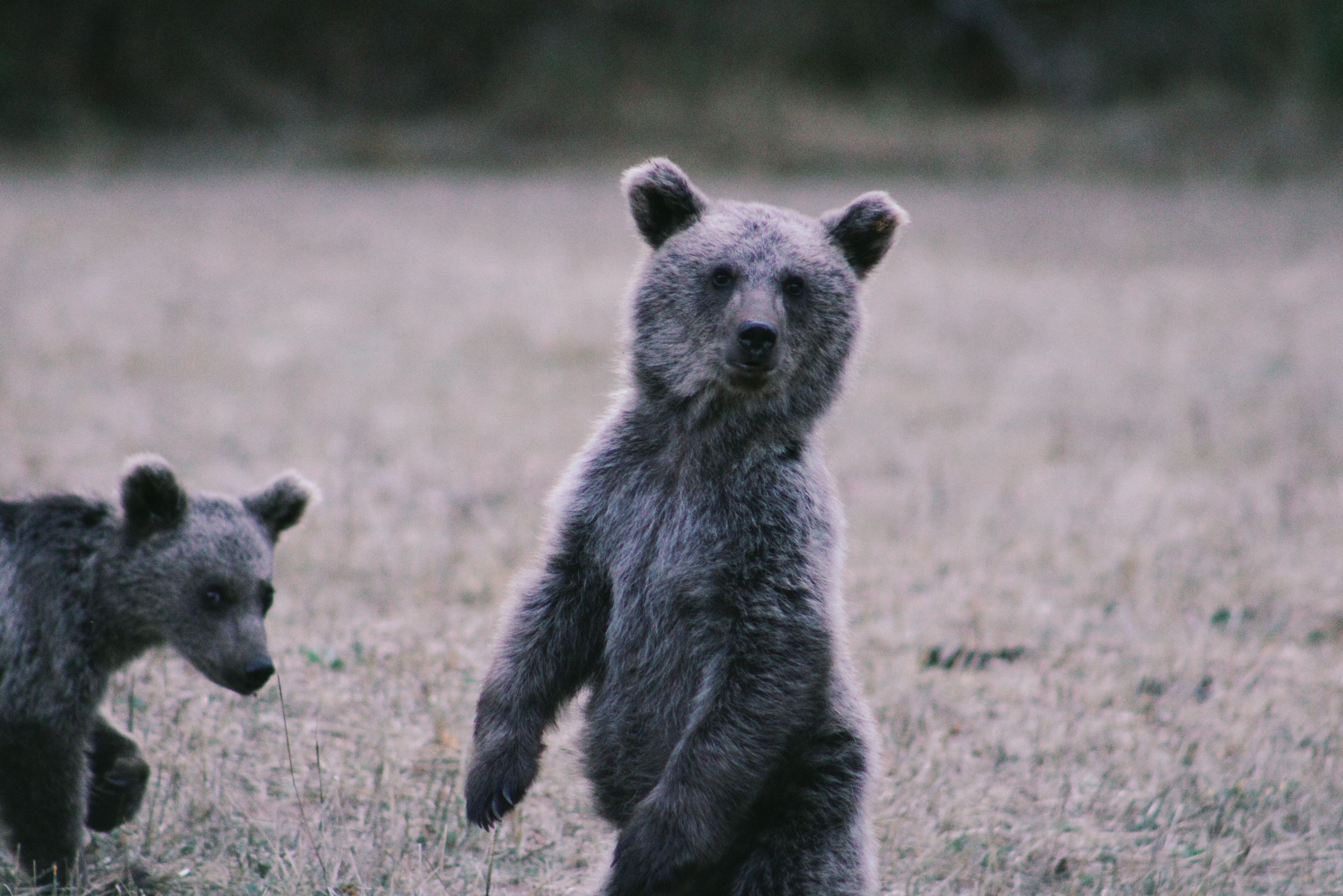 Bears Photos, Download The BEST Free Bears Stock Photos & HD Images
