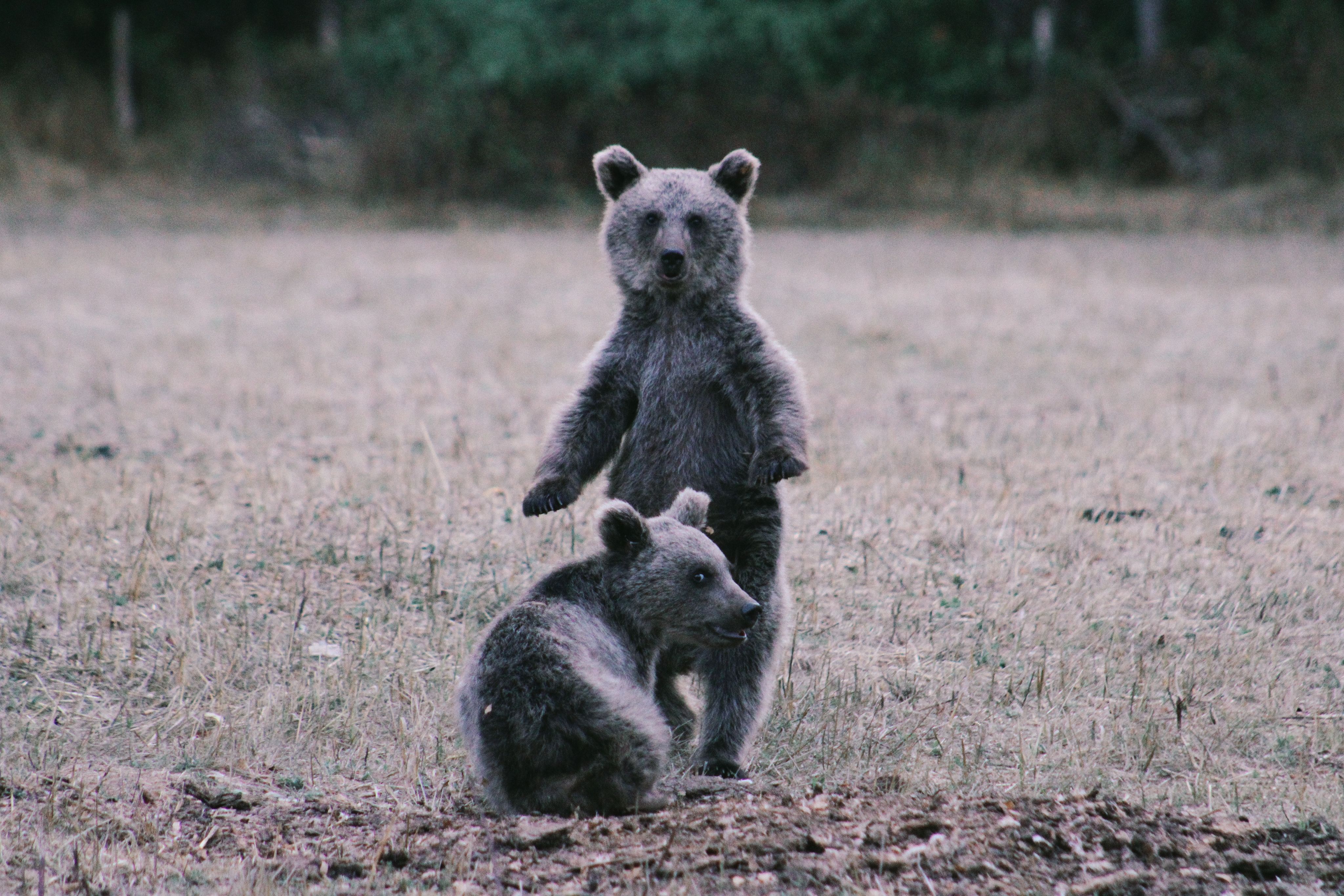 Bear Cub Photos, Download The BEST Free Bear Cub Stock Photos & HD Images