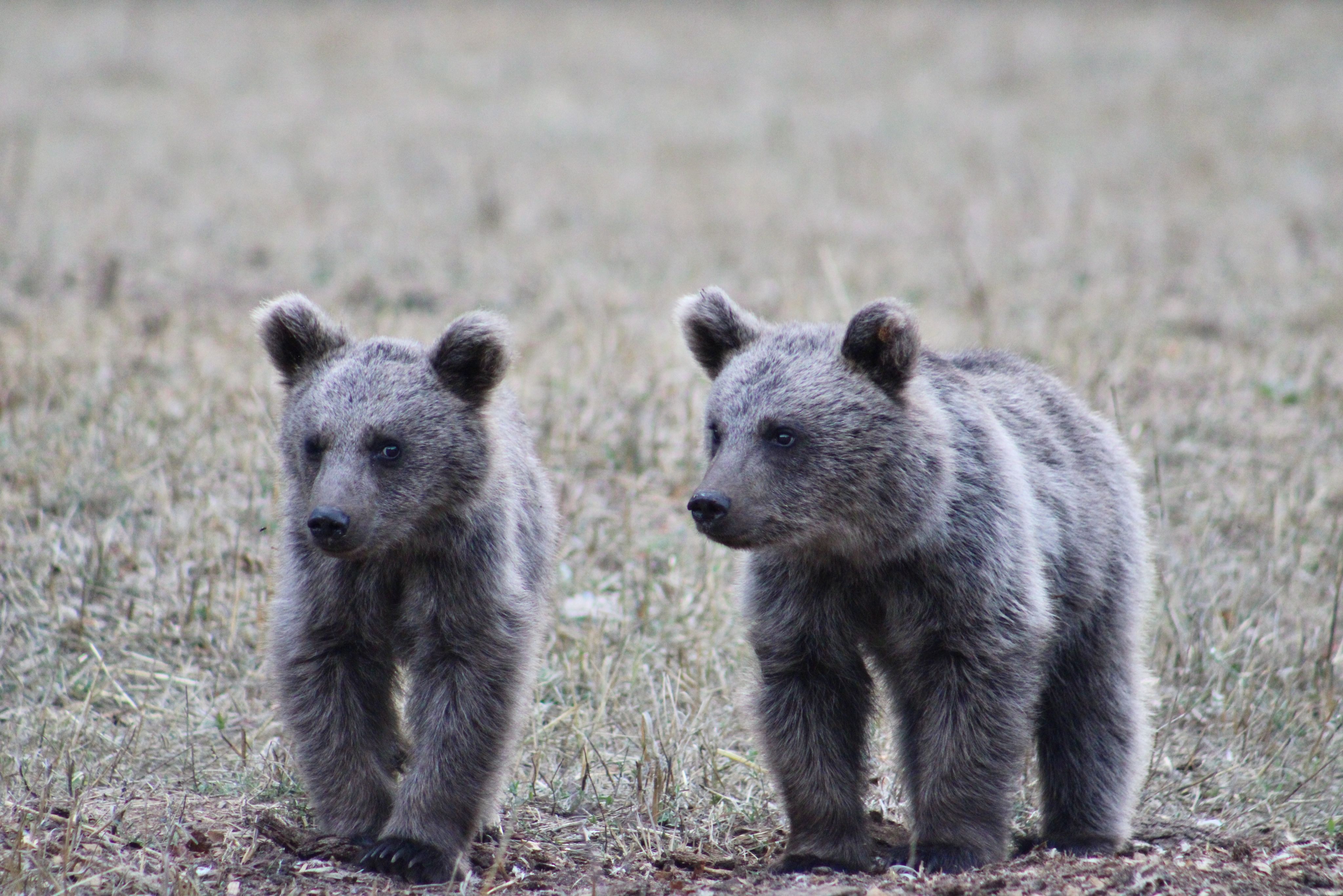 Cute Bear Photos, Download The BEST Free Cute Bear Stock Photos & HD Images