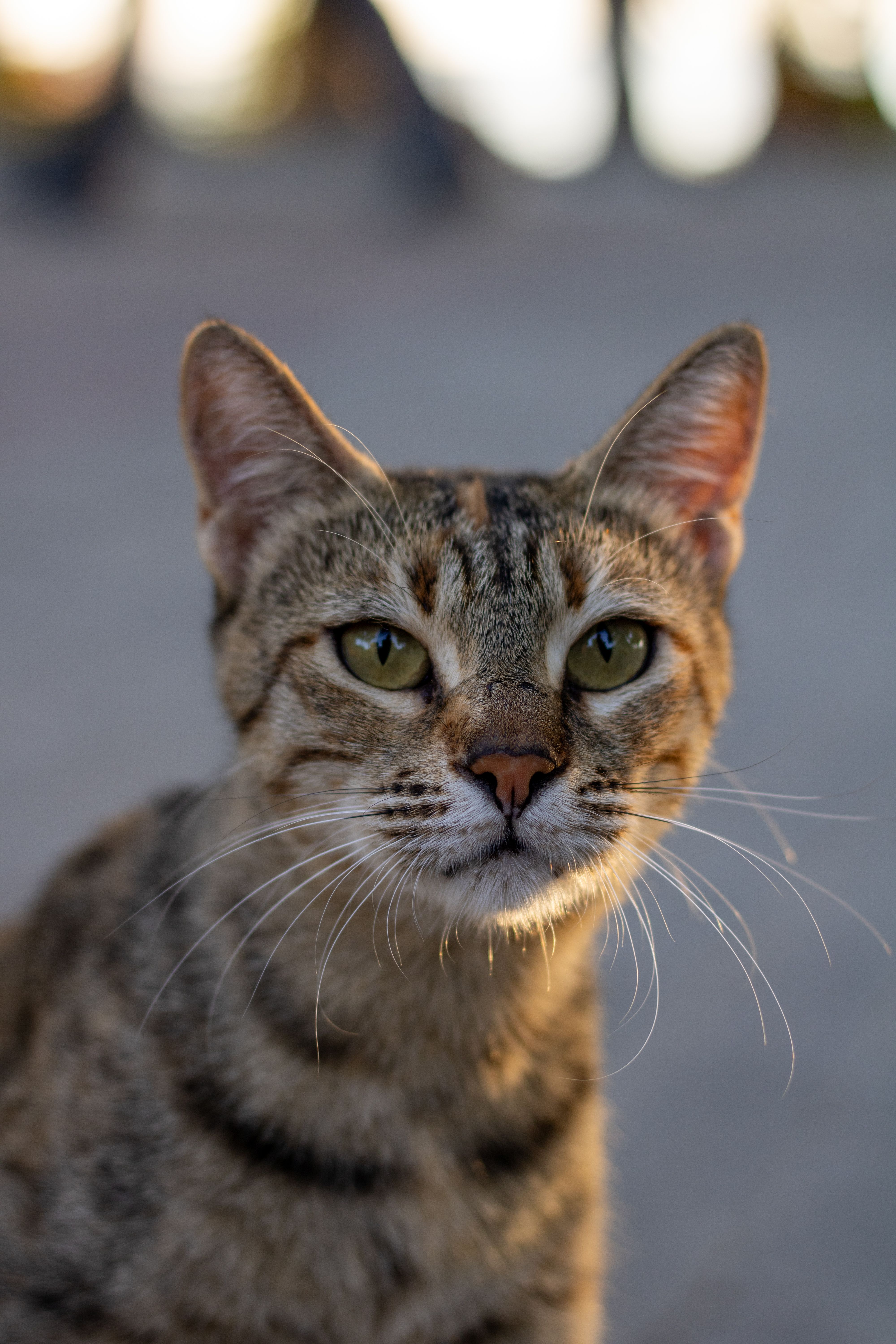 Cats Portrait Photos, Download The BEST Free Cats Portrait Stock Photos ...