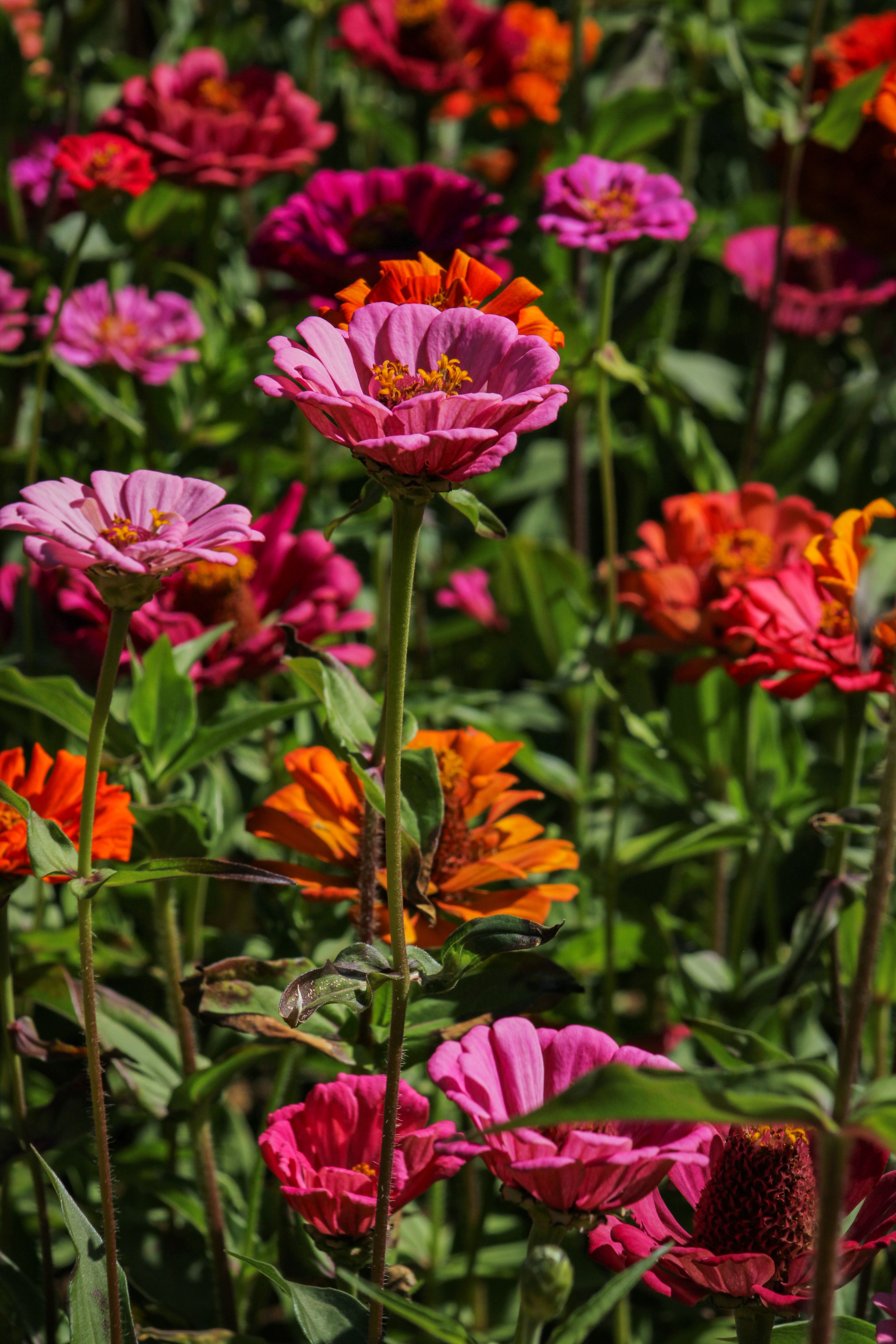 Bloom Variety Photos, Download The BEST Free Bloom Variety Stock Photos ...