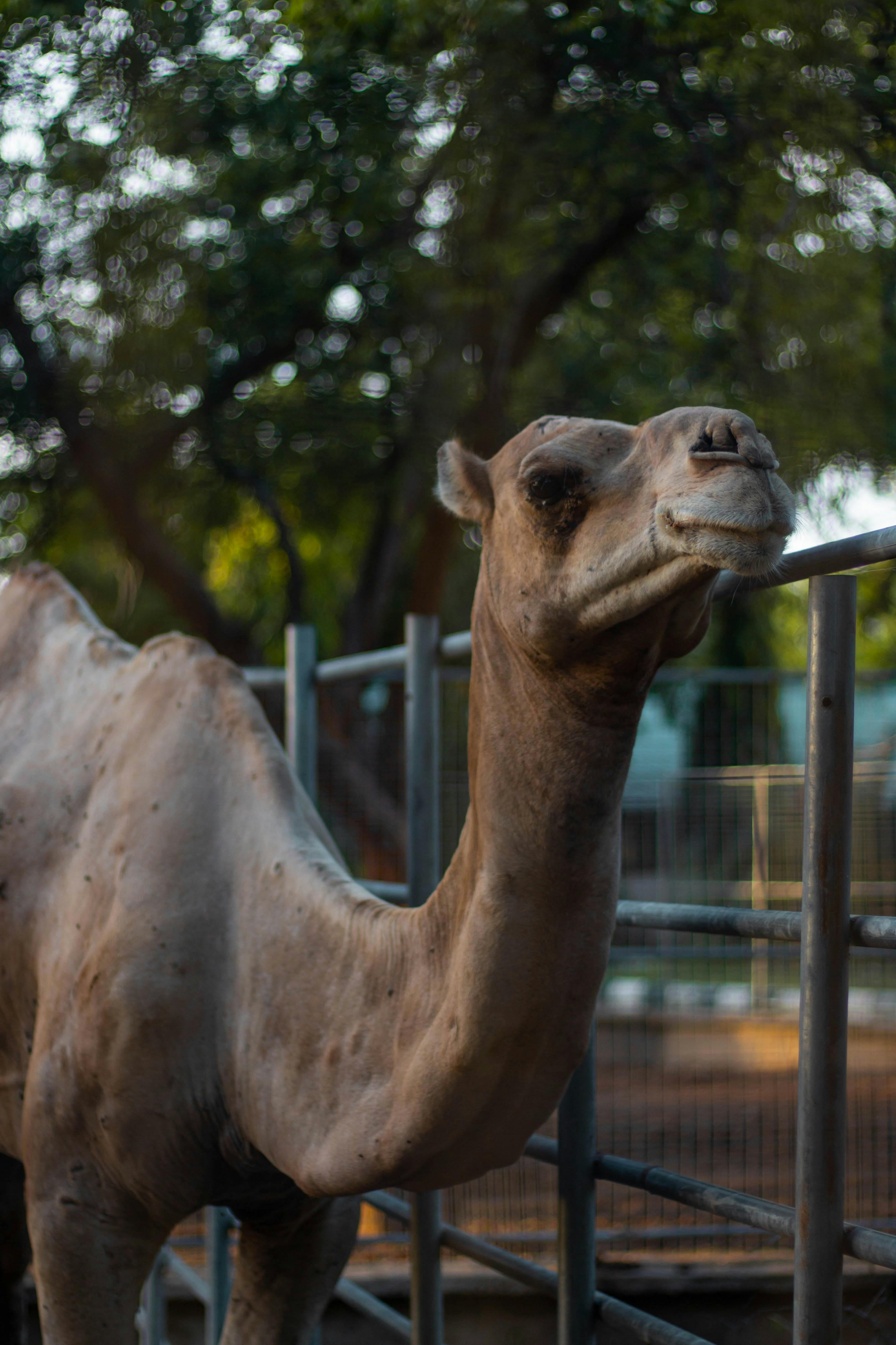 Close-up of a Camel in a Zoo Enclosure · Free Stock Photo