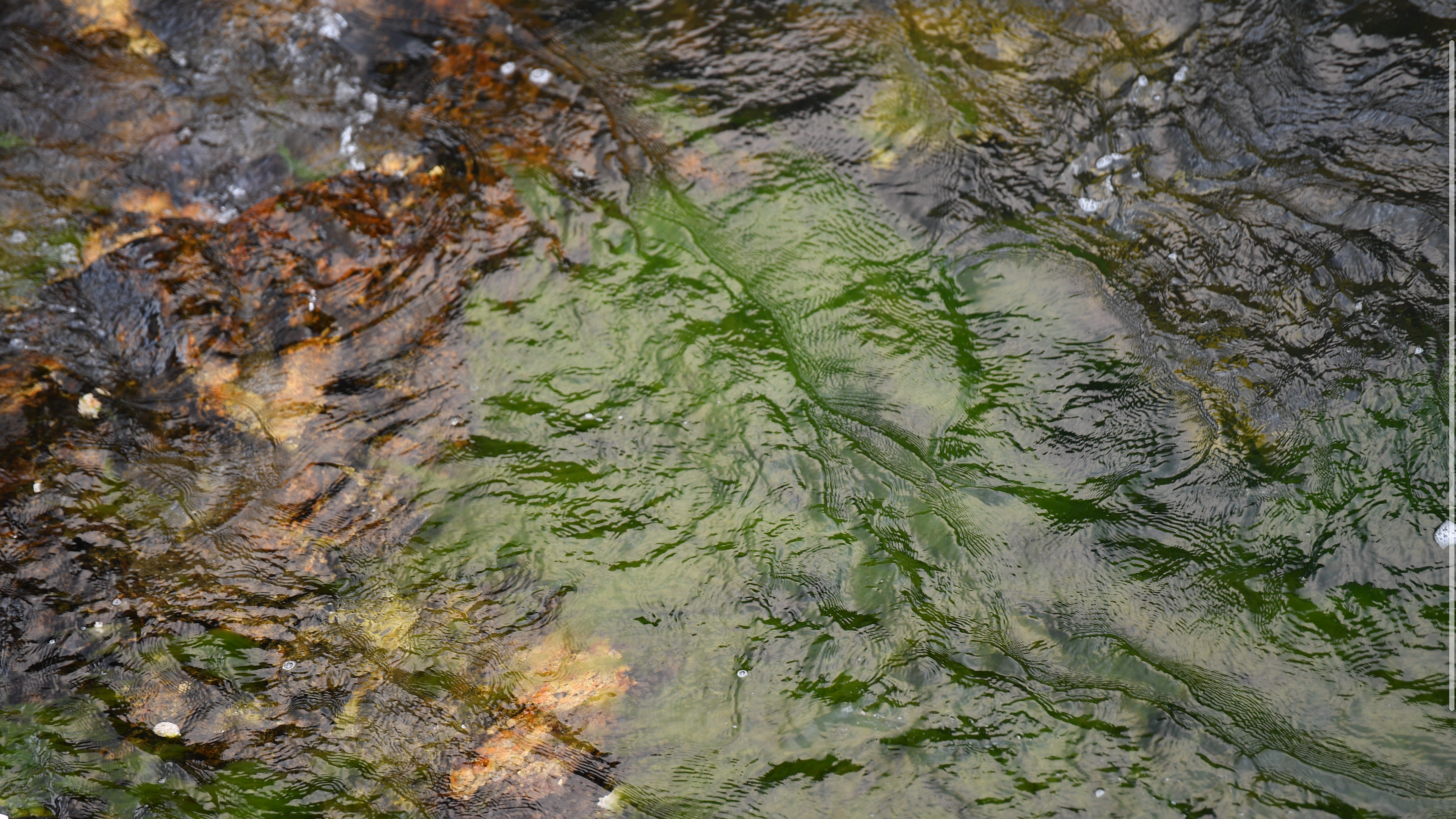Flowing Water with Green Algae in Natural Stream · Free Stock Photo